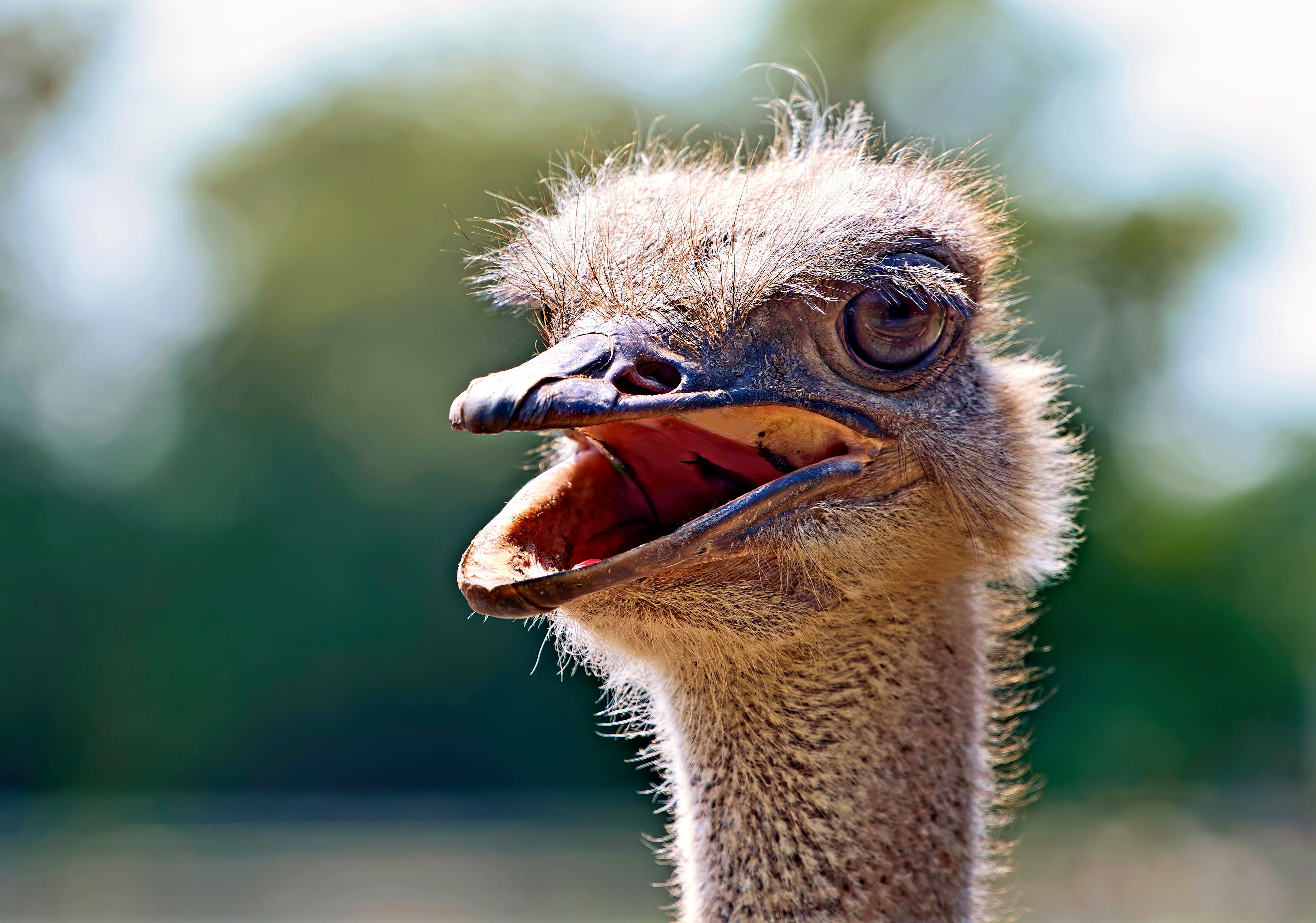 Big Bird Photos, Download The BEST Free Big Bird Stock Photos & HD Images