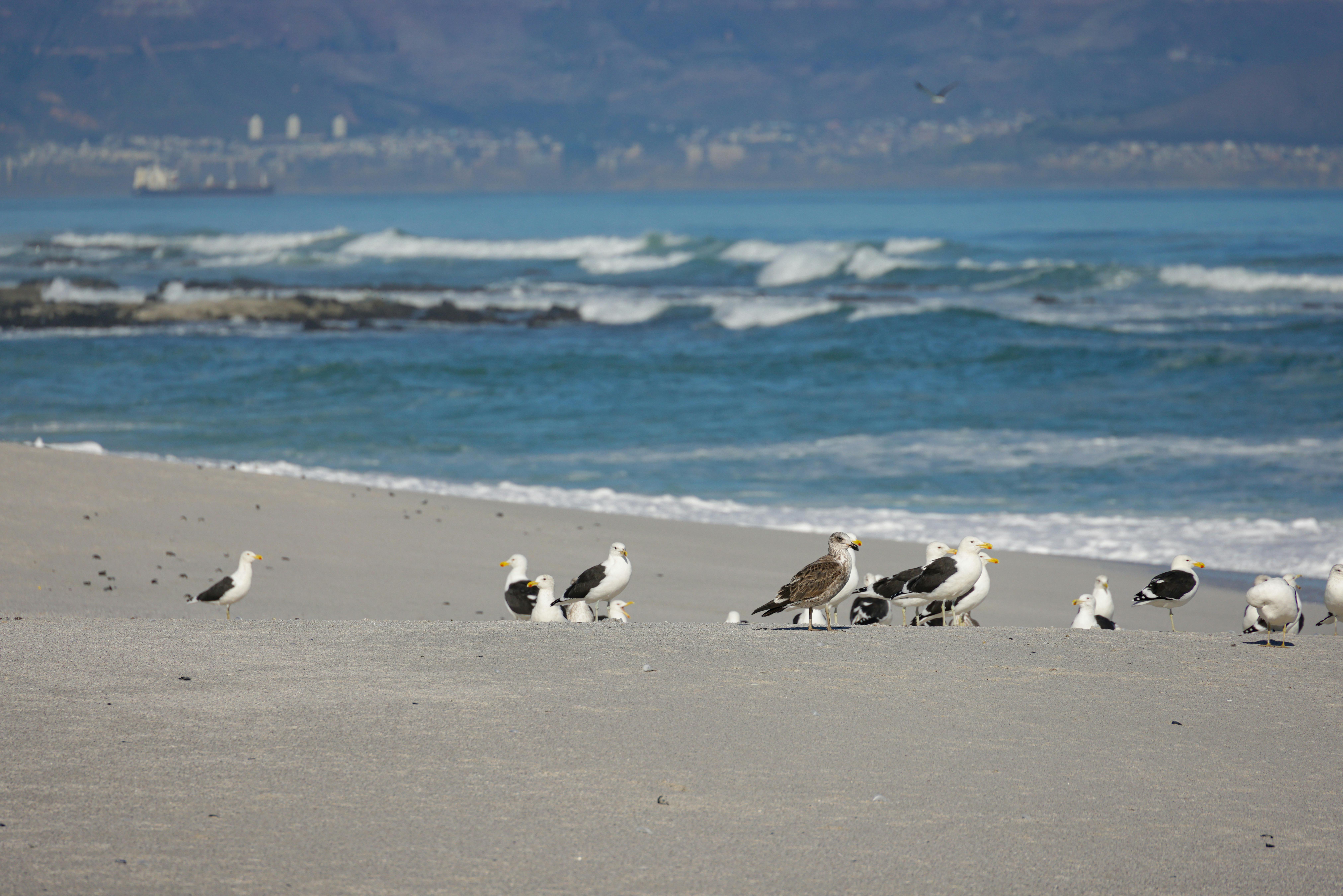 Gregarious Birds Photos, Download The BEST Free Gregarious Birds Stock ...