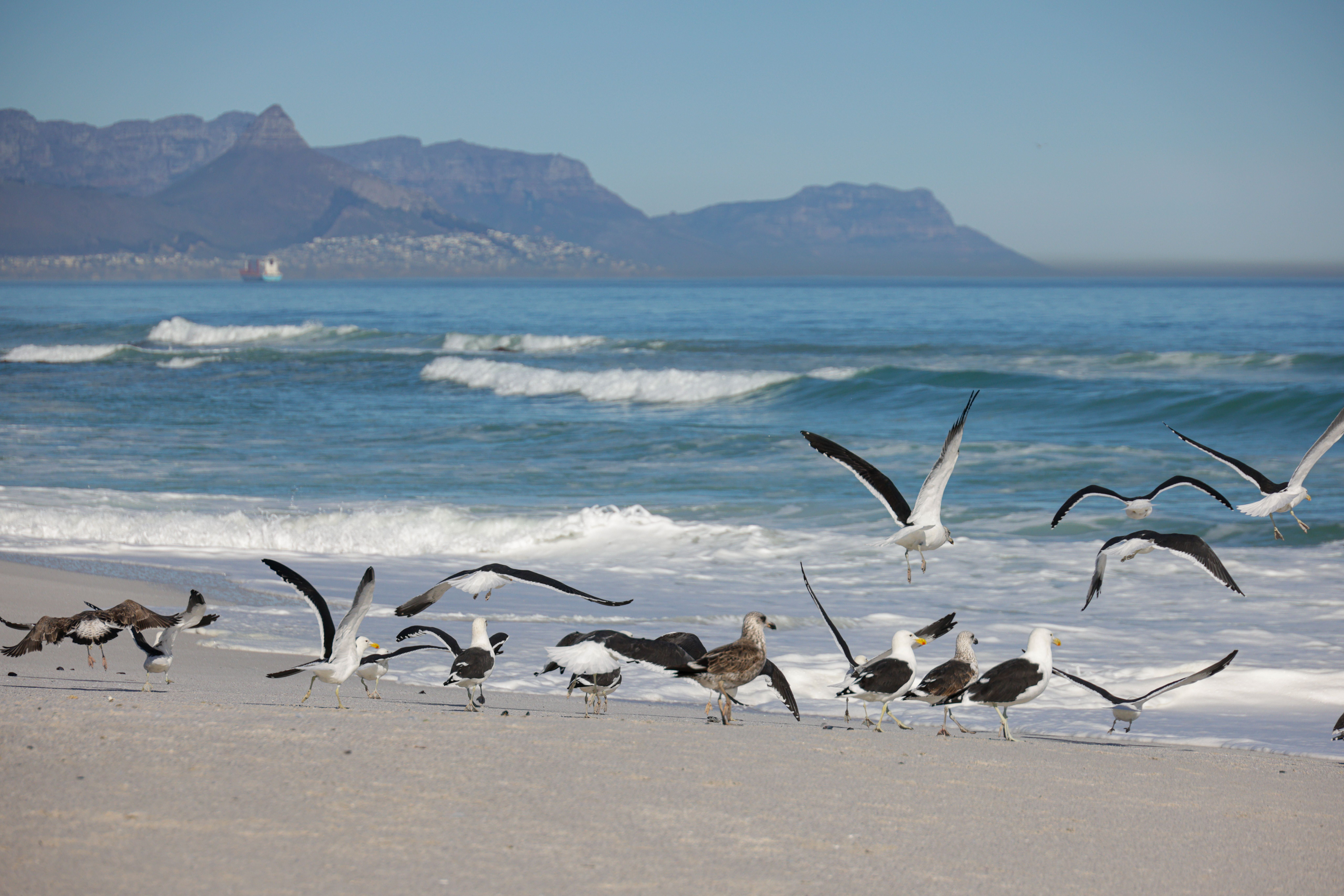 Seagulls Flock on Beach with Table Mountain View · Free Stock Photo