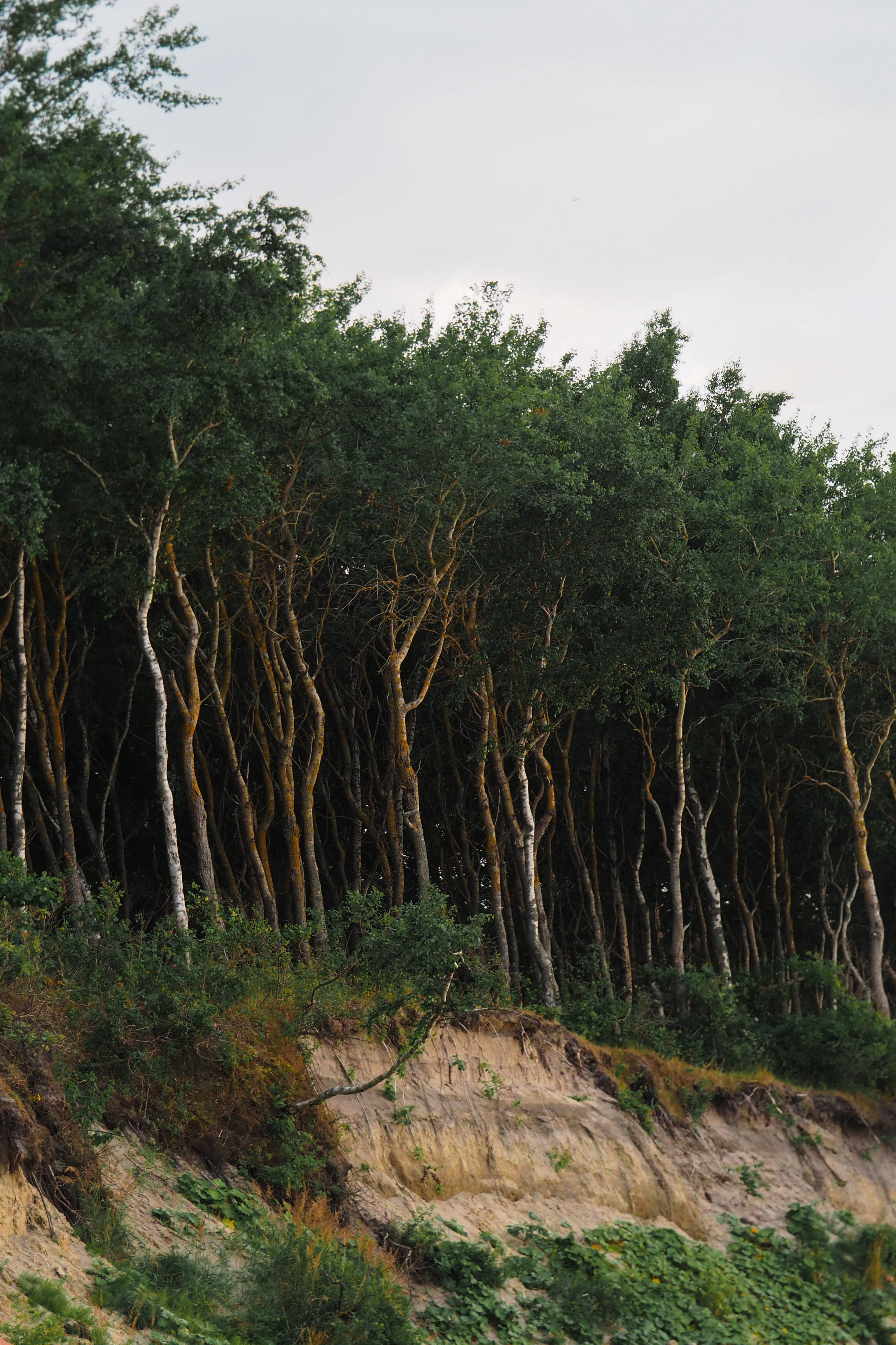 Forest Edge at Kaliningrad's Baltic Coastline · Free Stock Photo