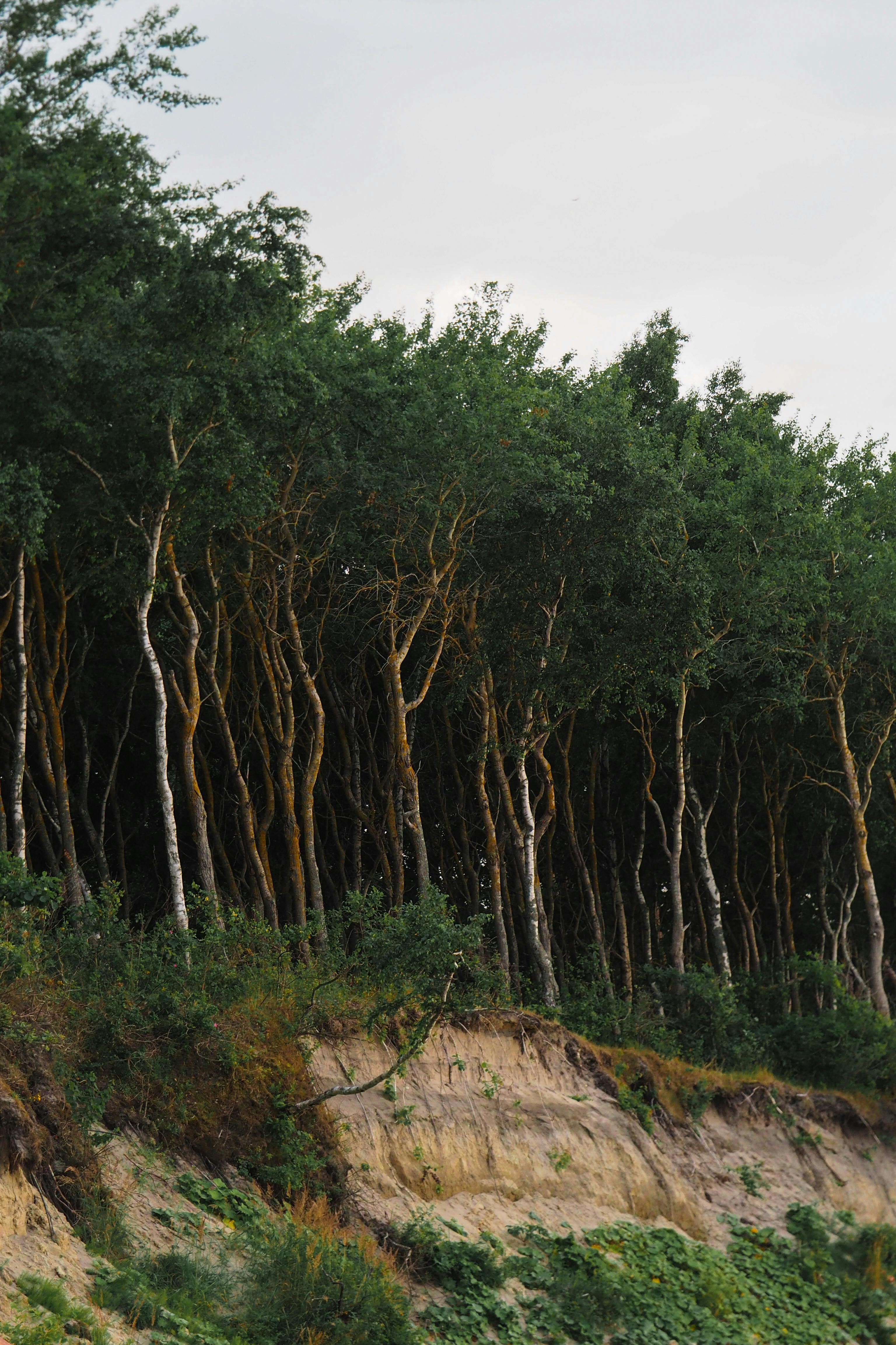 Forest Edge at Kaliningrad's Baltic Coastline · Free Stock Photo