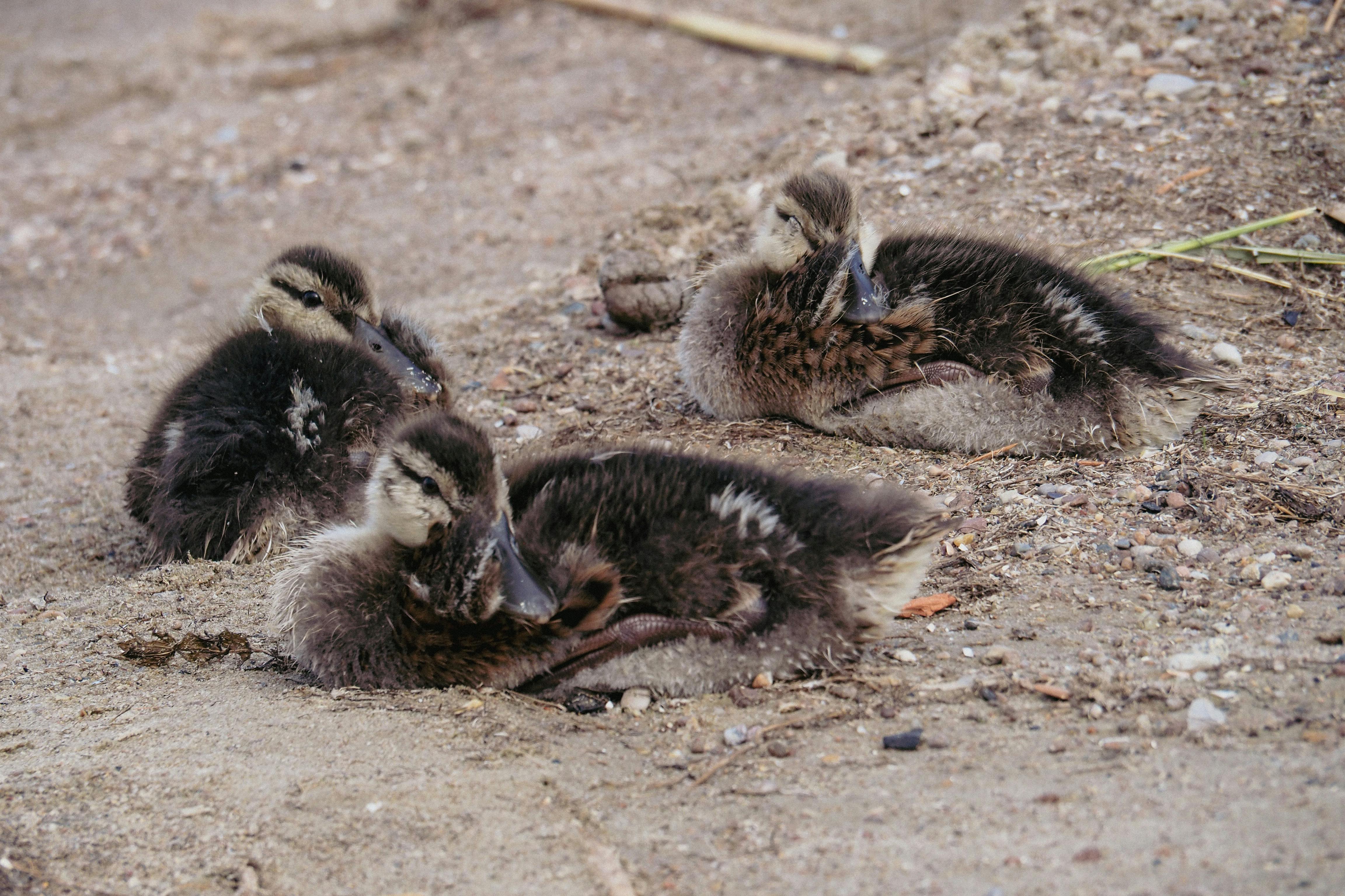 Duckling Photos, Download The BEST Free Duckling Stock Photos & HD Images