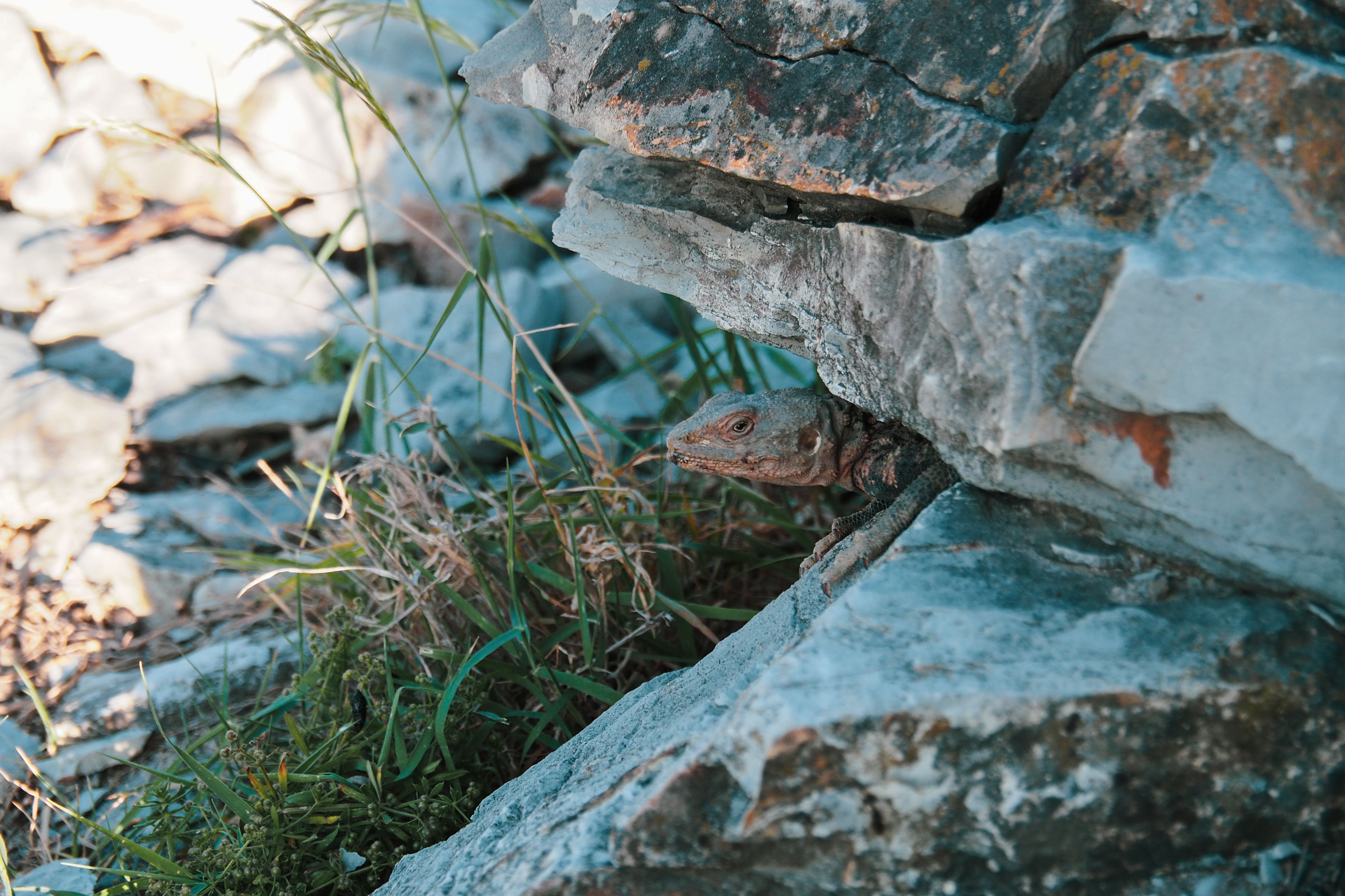 Lizard Among Rocks in Dagestan, Russia · Free Stock Photo