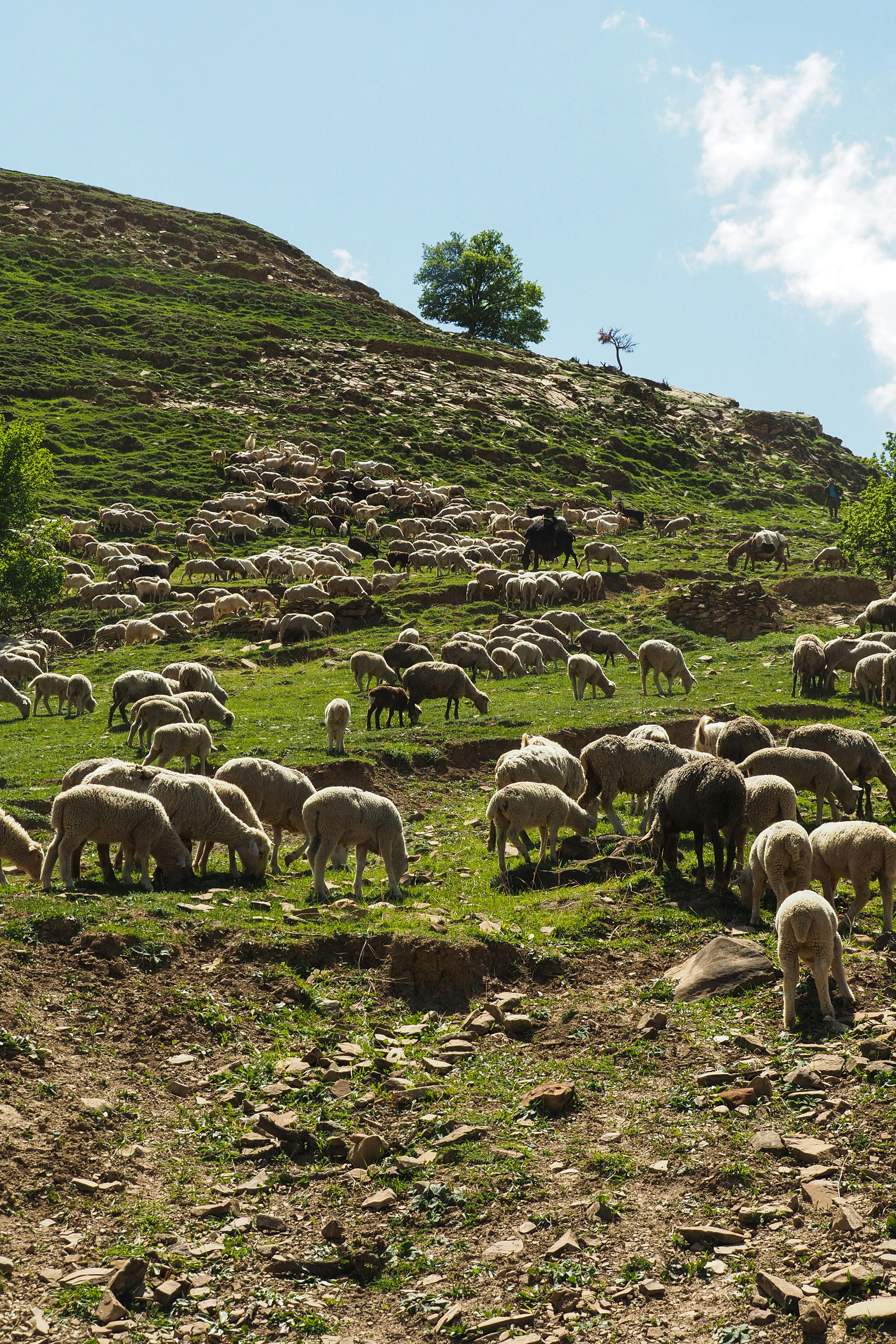 Shepherd Leading Sheep Through Forest Path · Free Stock Photo