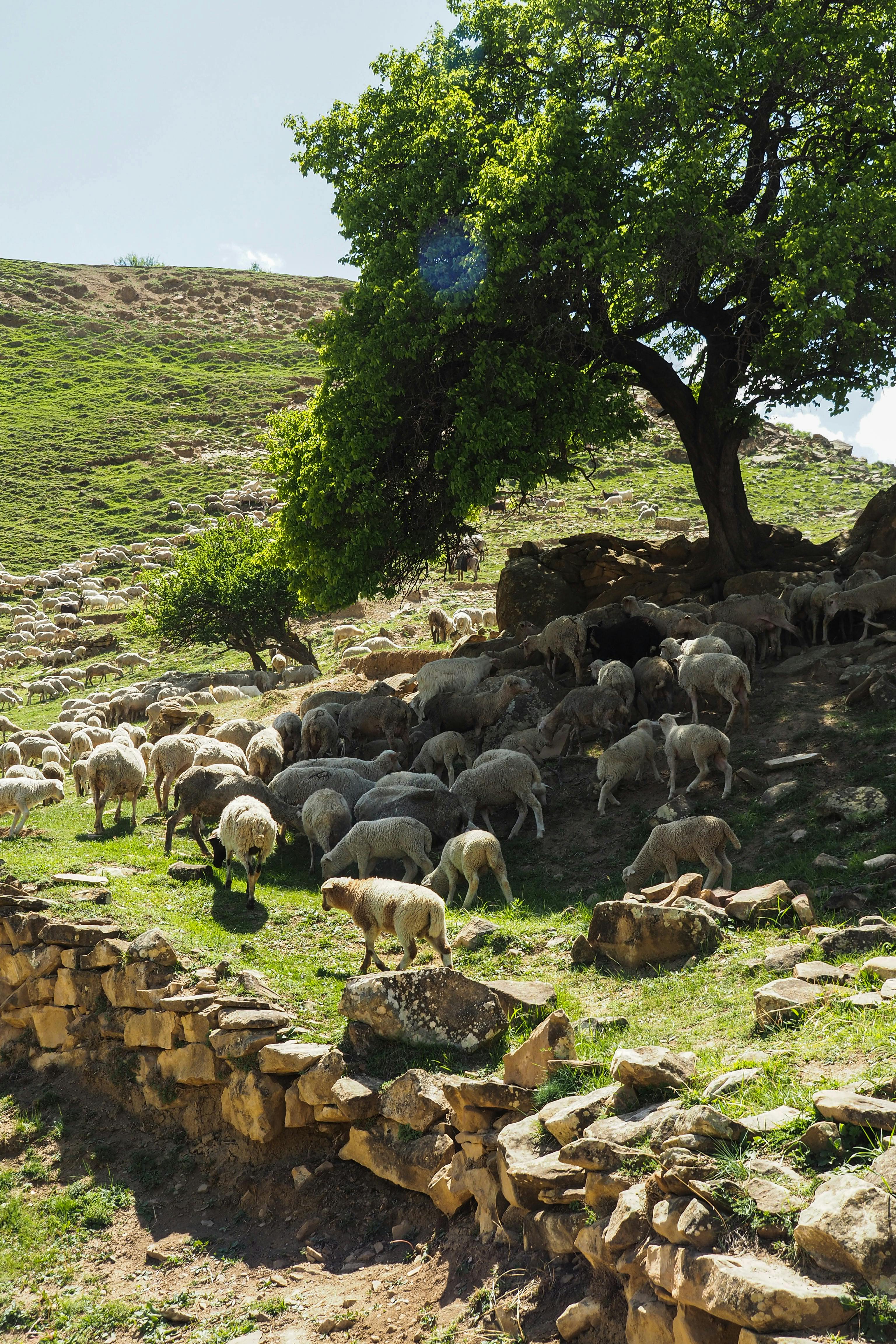 Pastoral Landscape with Sheep in Dagestan · Free Stock Photo