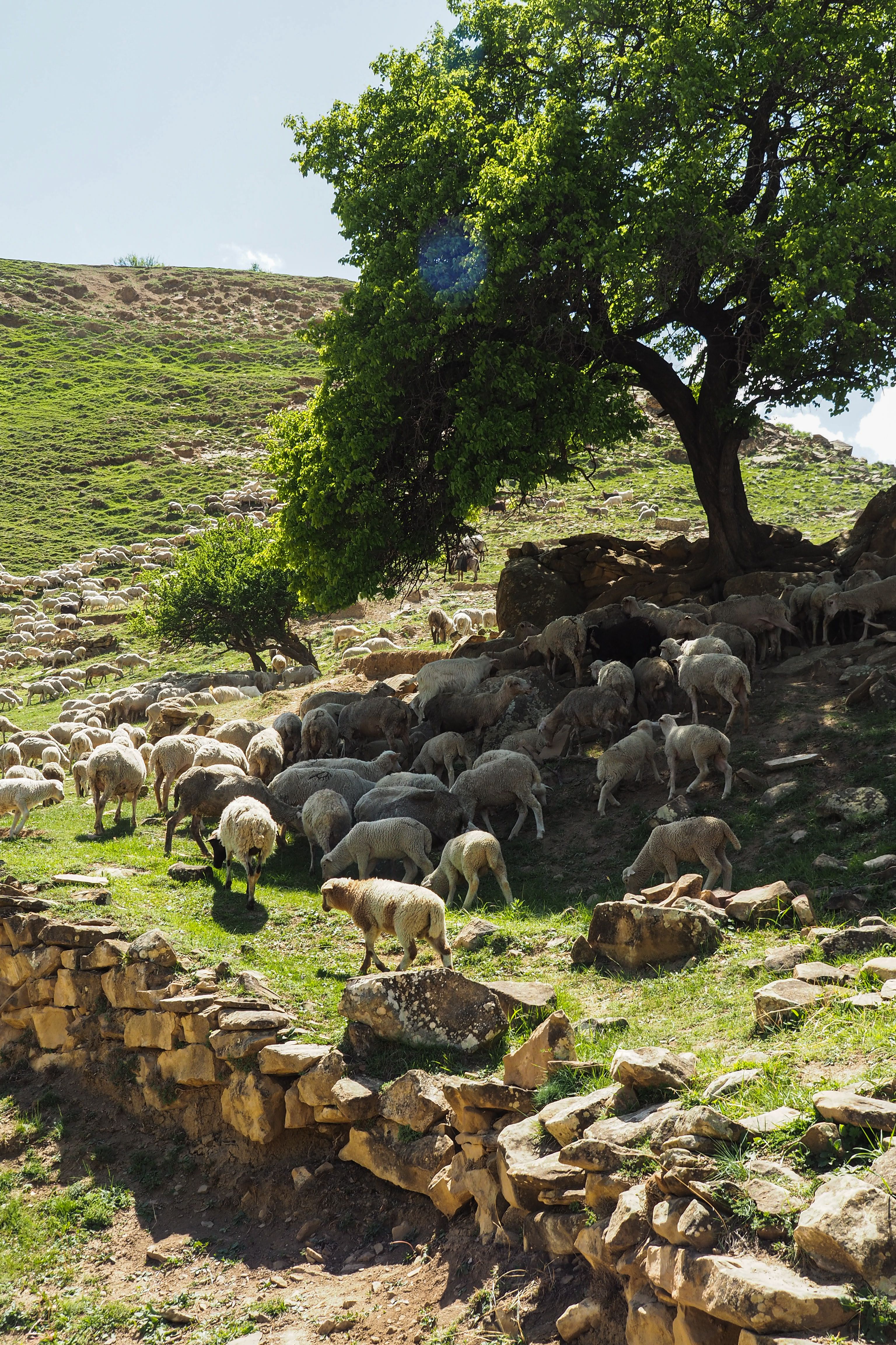 Pastoral Landscape with Sheep in Dagestan · Free Stock Photo