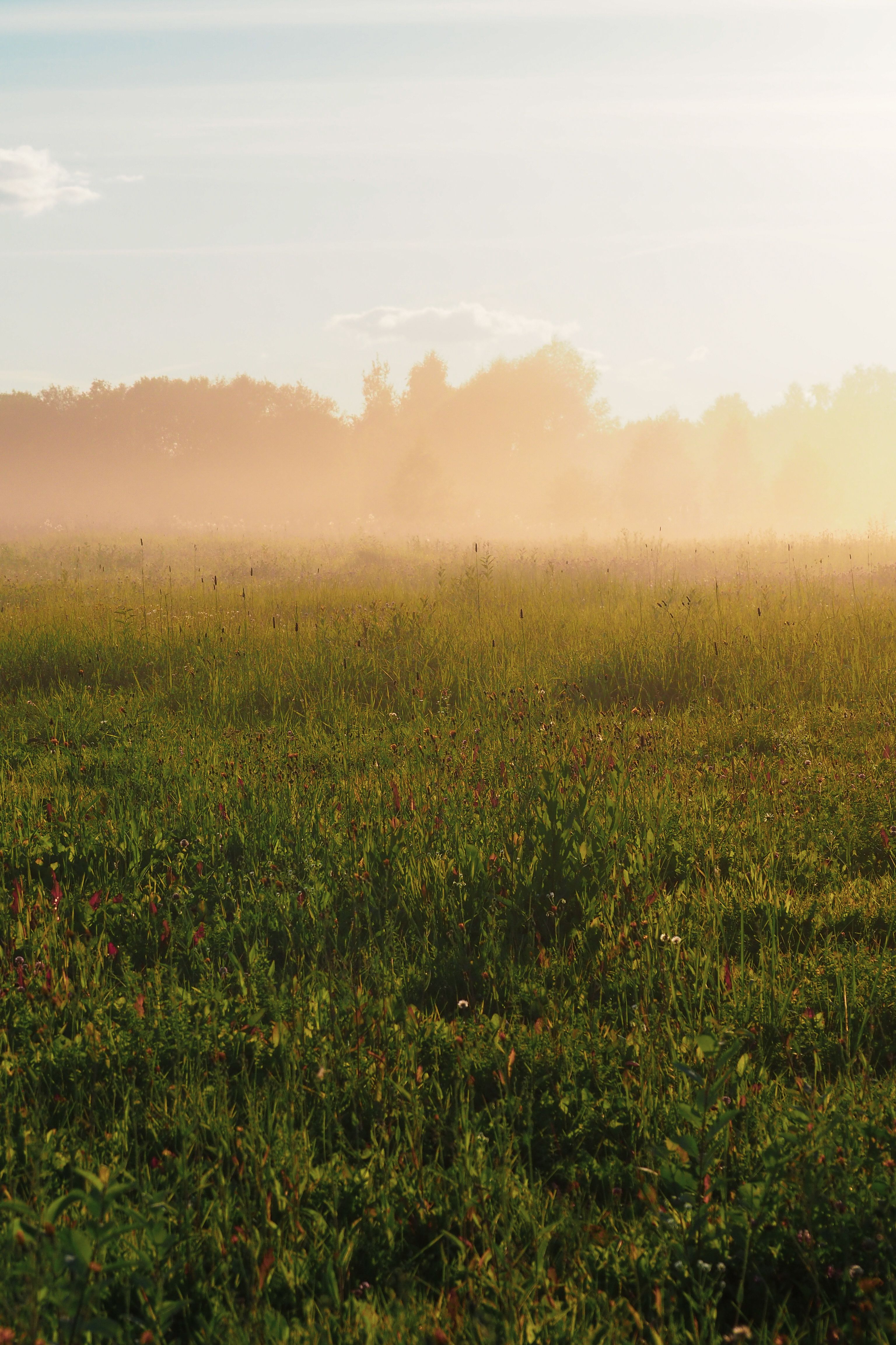 Morning Mist Photos, Download The BEST Free Morning Mist Stock Photos ...