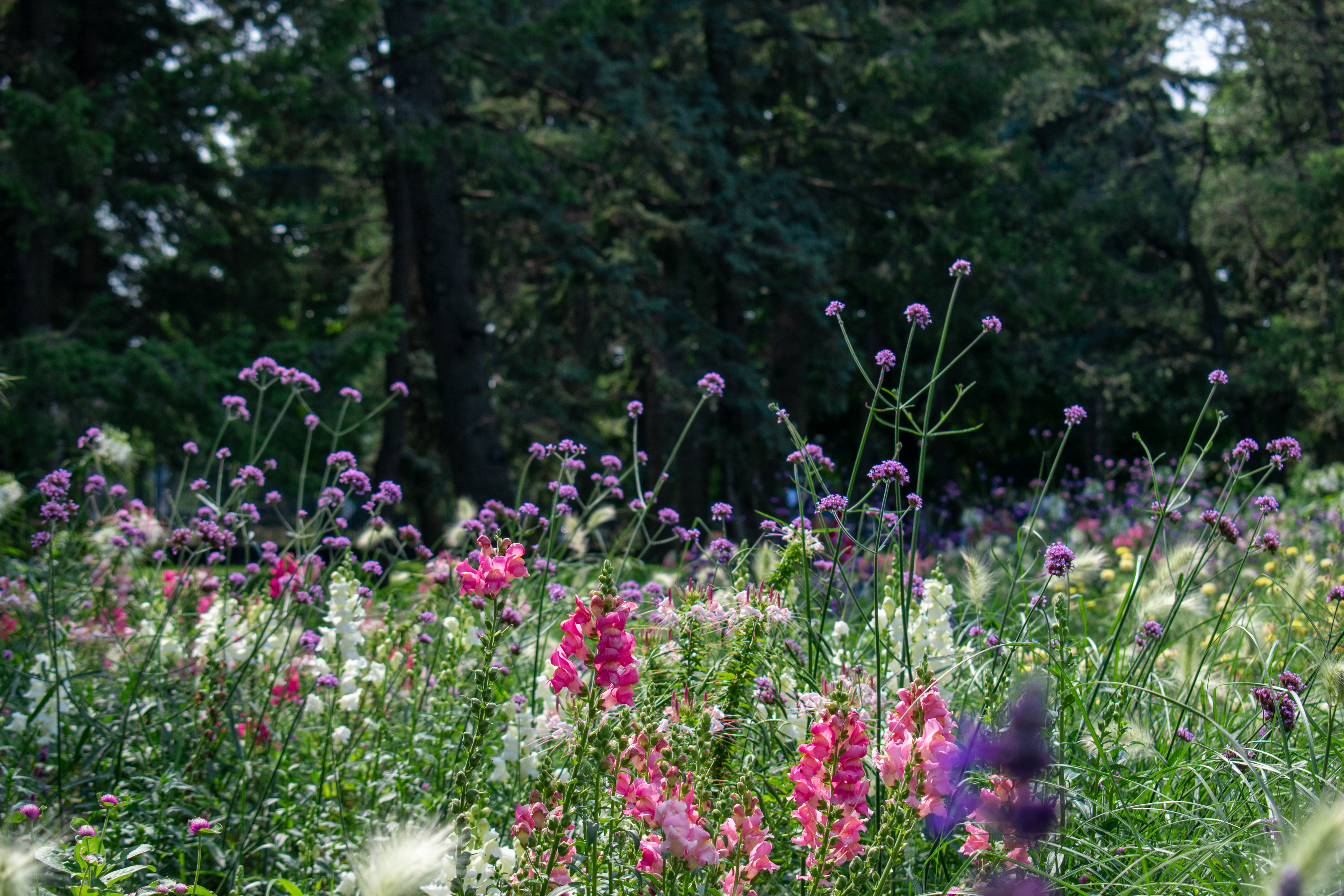 Vibrant Wildflower Meadow in Montreal Park · Free Stock Photo