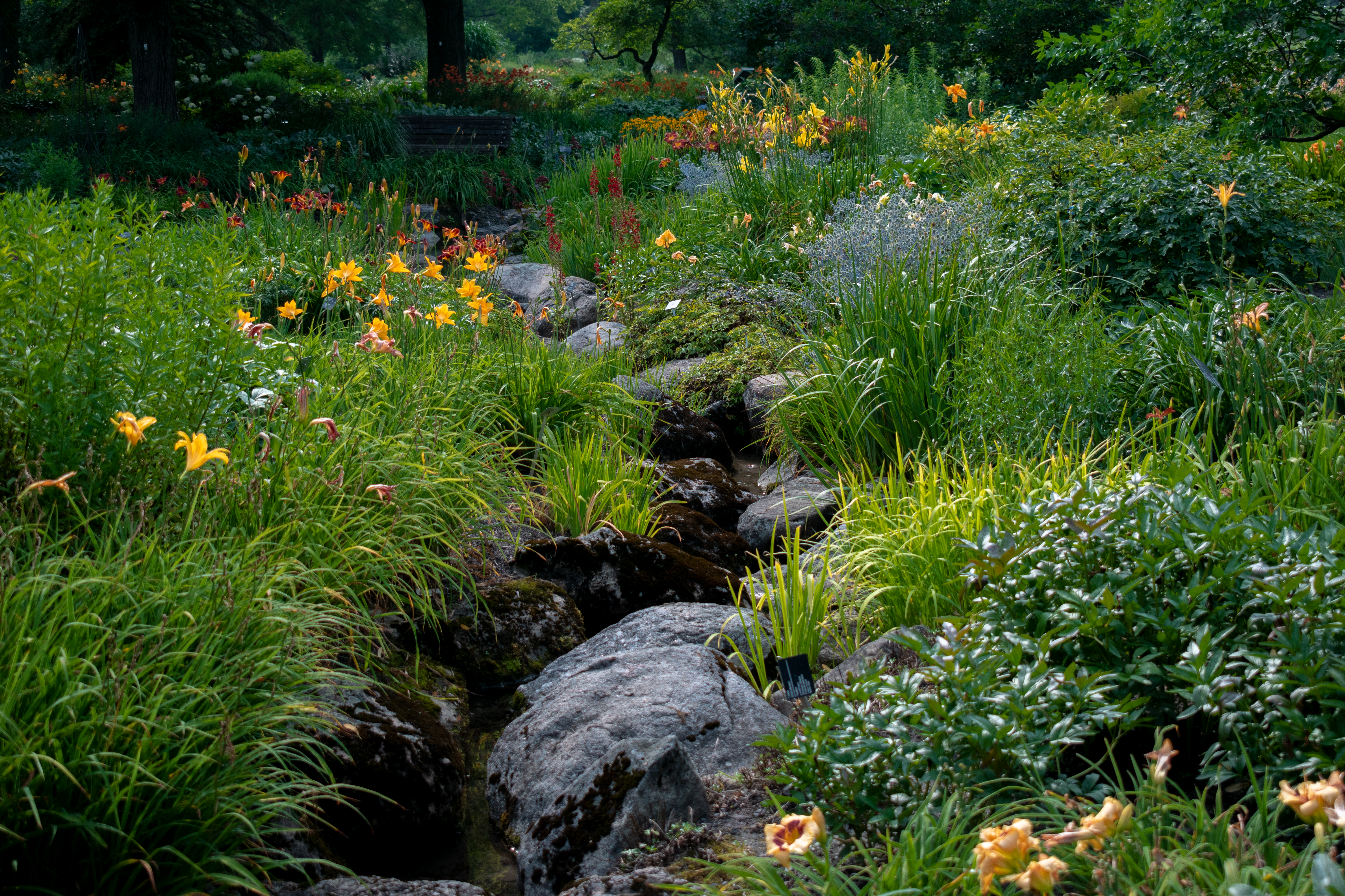 Tranquil Garden Stream Surrounded by Vibrant Day Lilies · Free Stock Photo