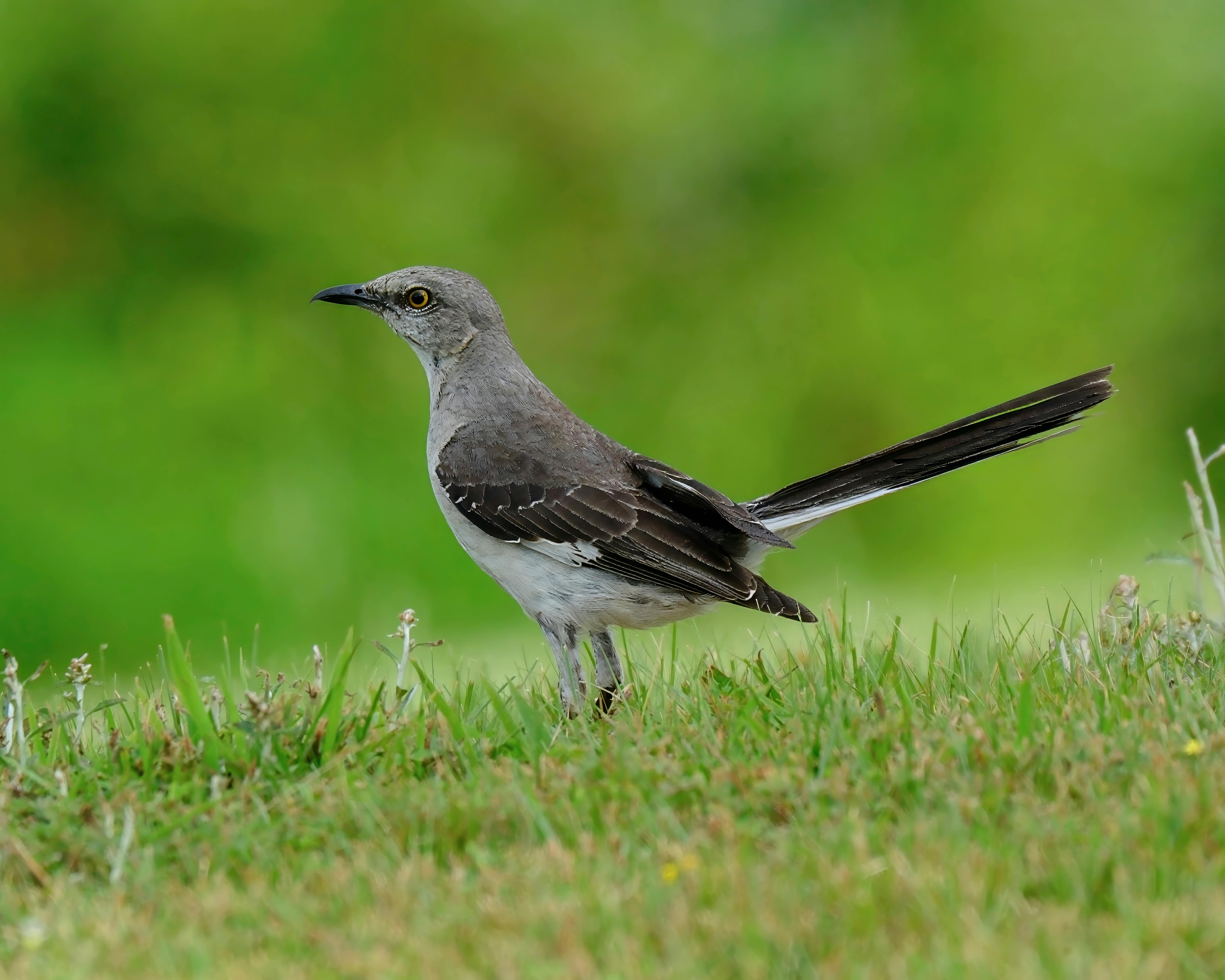 Northern Mockingbird on Green Grass in Decatur · Free Stock Photo