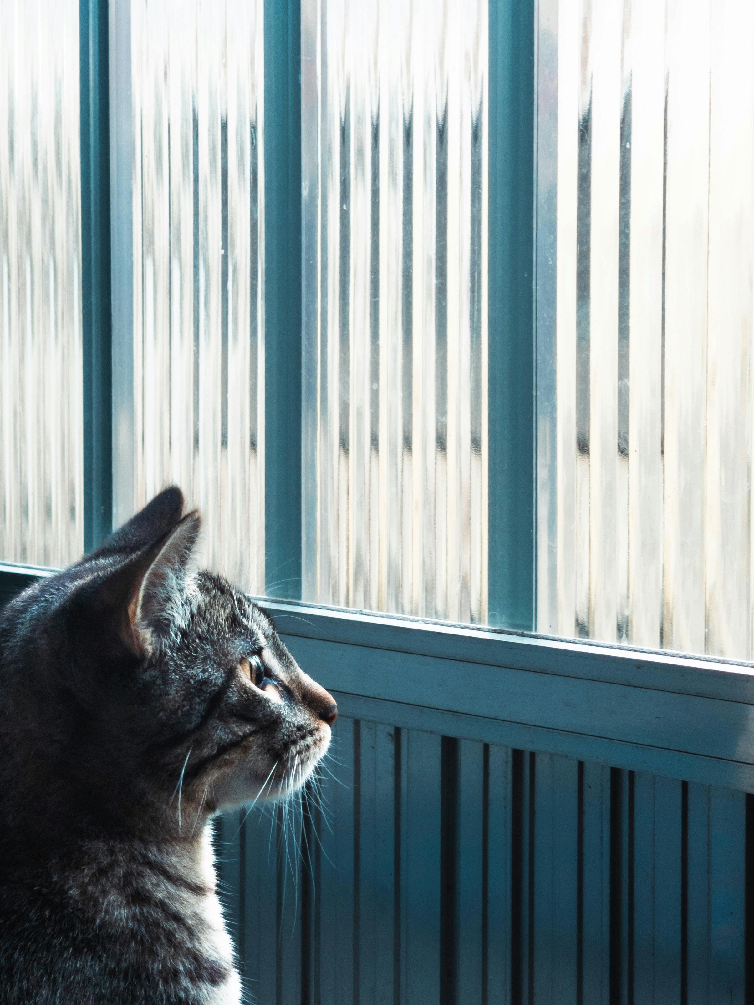 Tabby Cat Gazing Out Window on Sunny Day · Free Stock Photo