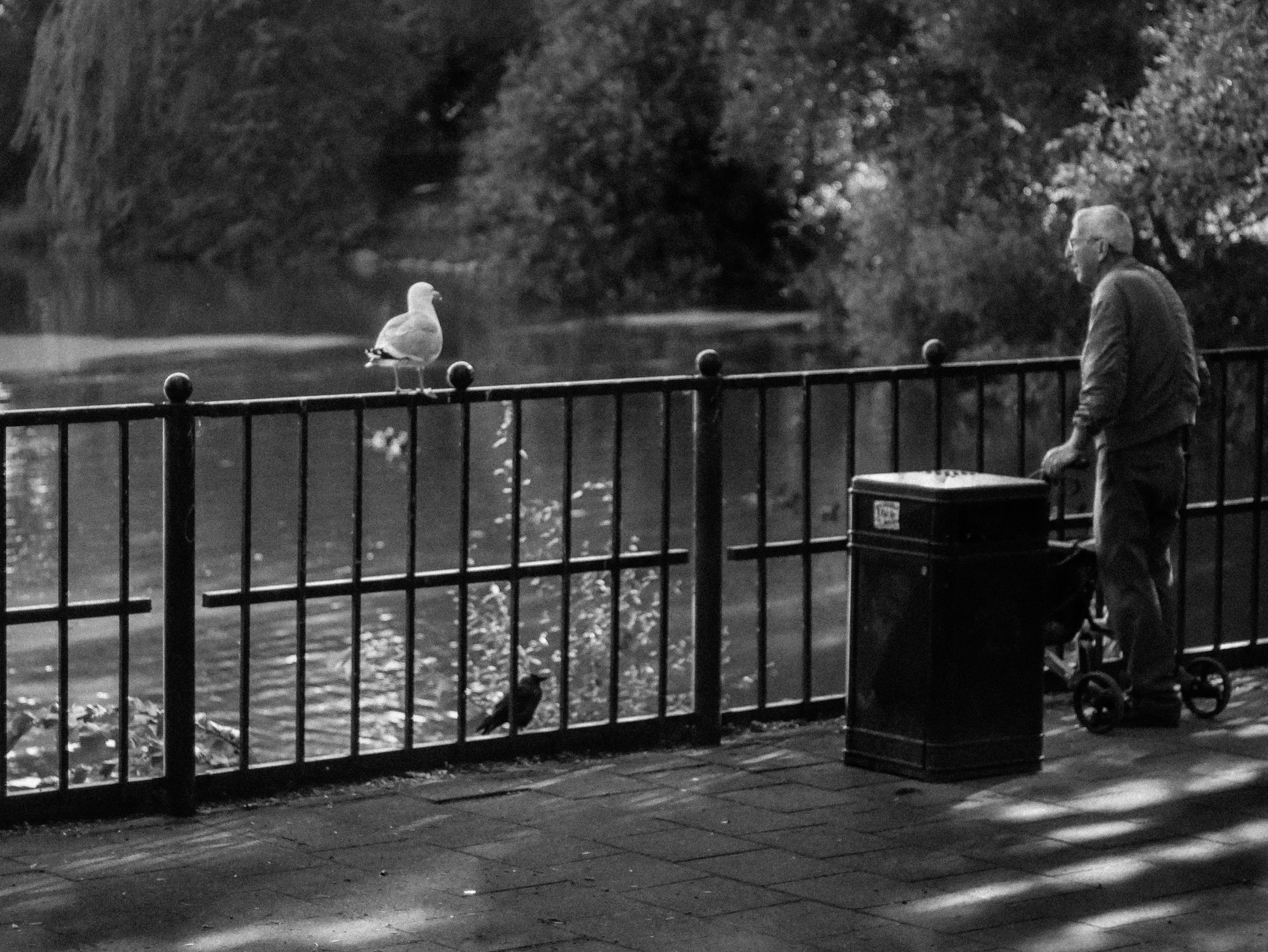 Elderly man observing birds by a serene lakeside · Free Stock Photo
