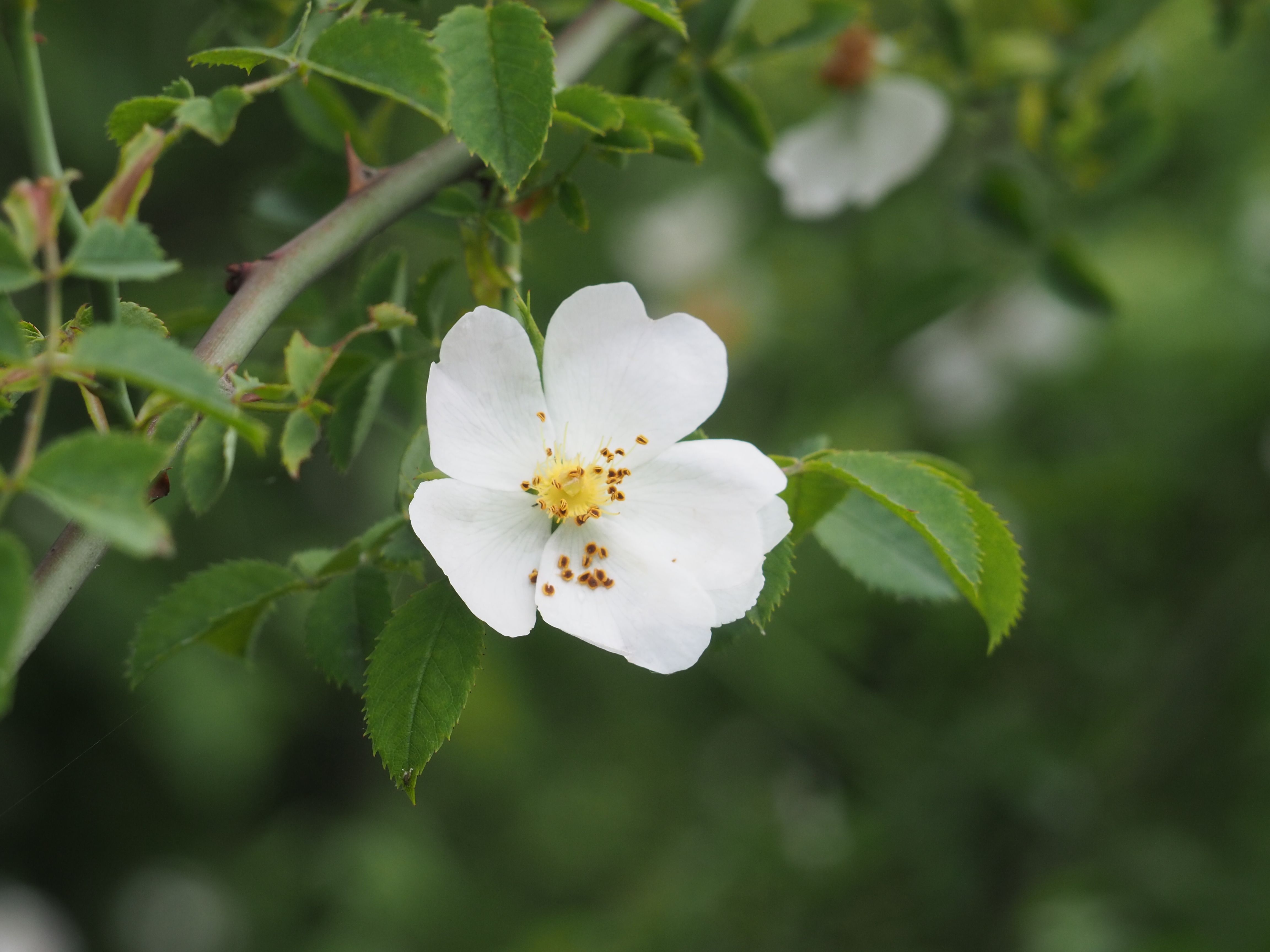 Close-up of a Single White Dog Rose Blossom · Free Stock Photo
