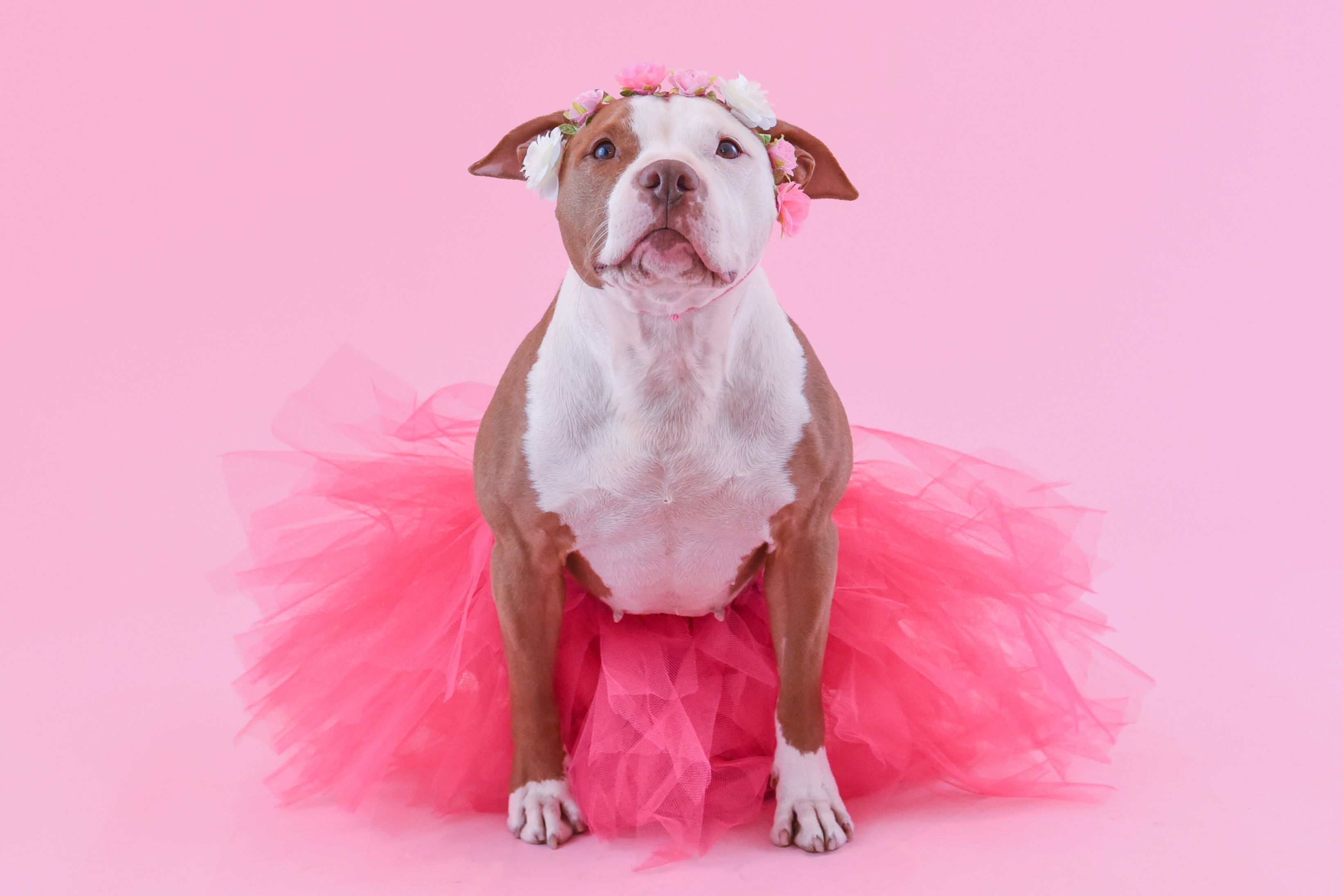 Adorable Pit Bull in Pink Tutu with Flower Crown · Free Stock Photo