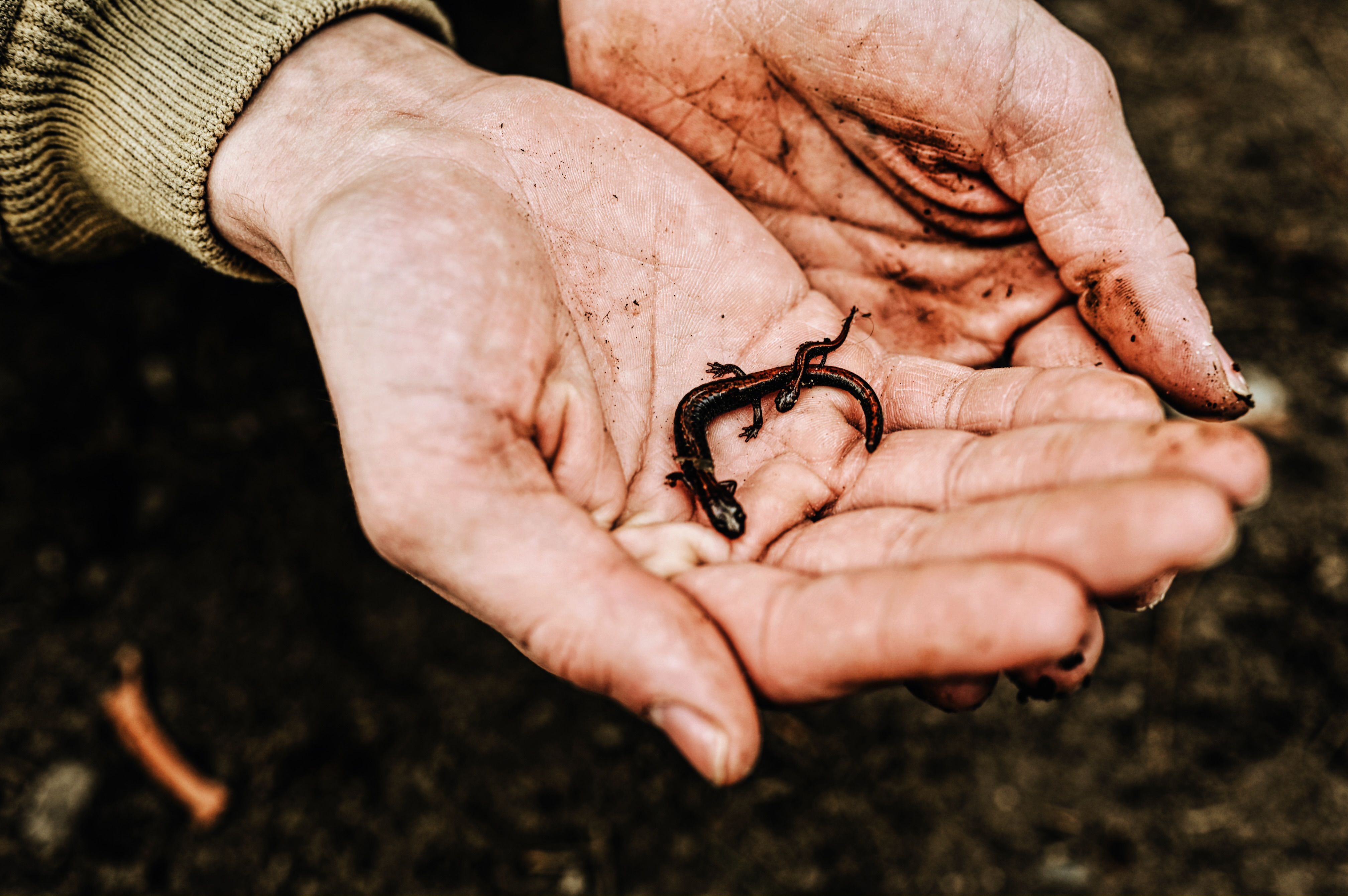 Close-up of small lizard in human hands outdoors · Free Stock Photo