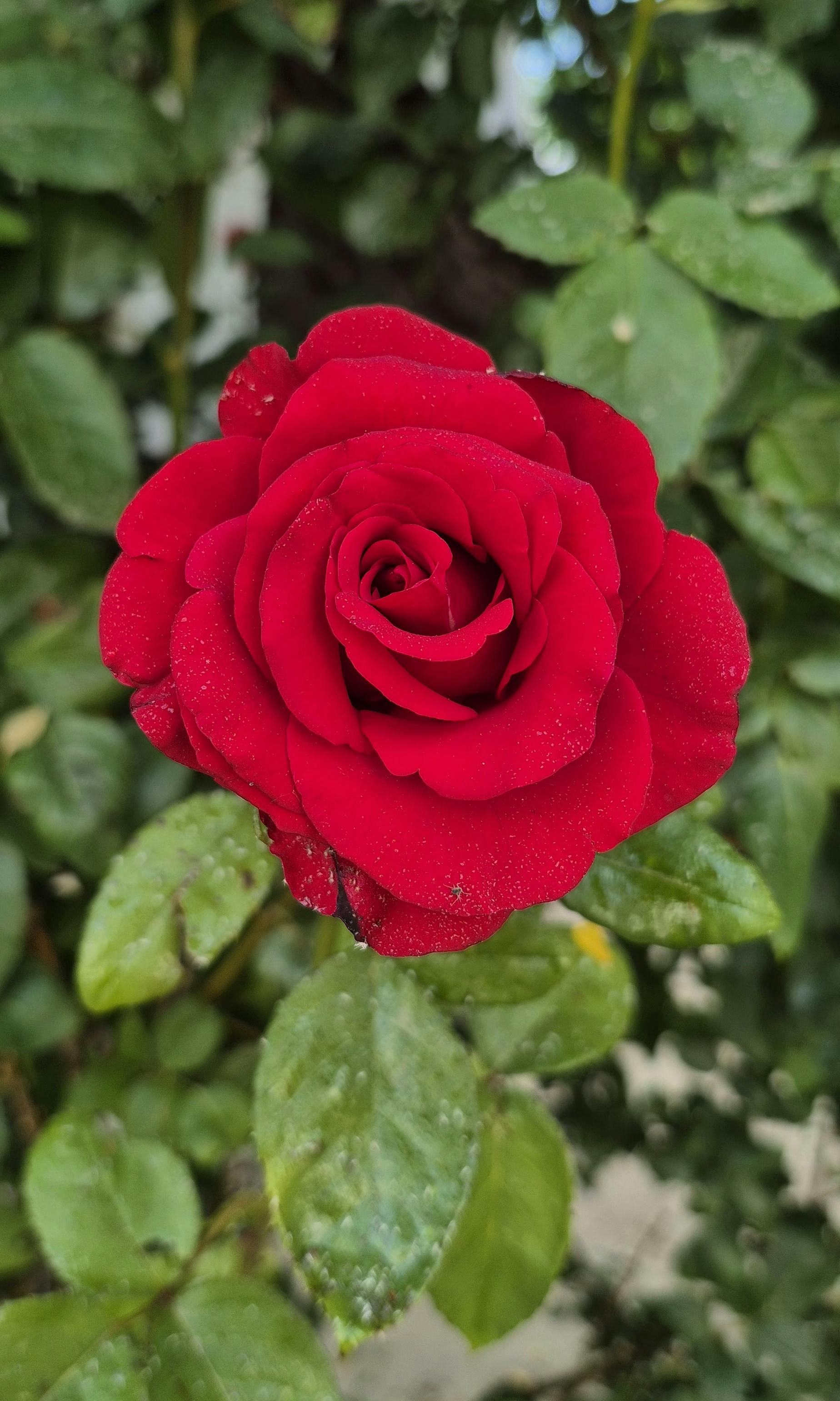 Close-up of a Vibrant Red Rose in Bloom · Free Stock Photo
