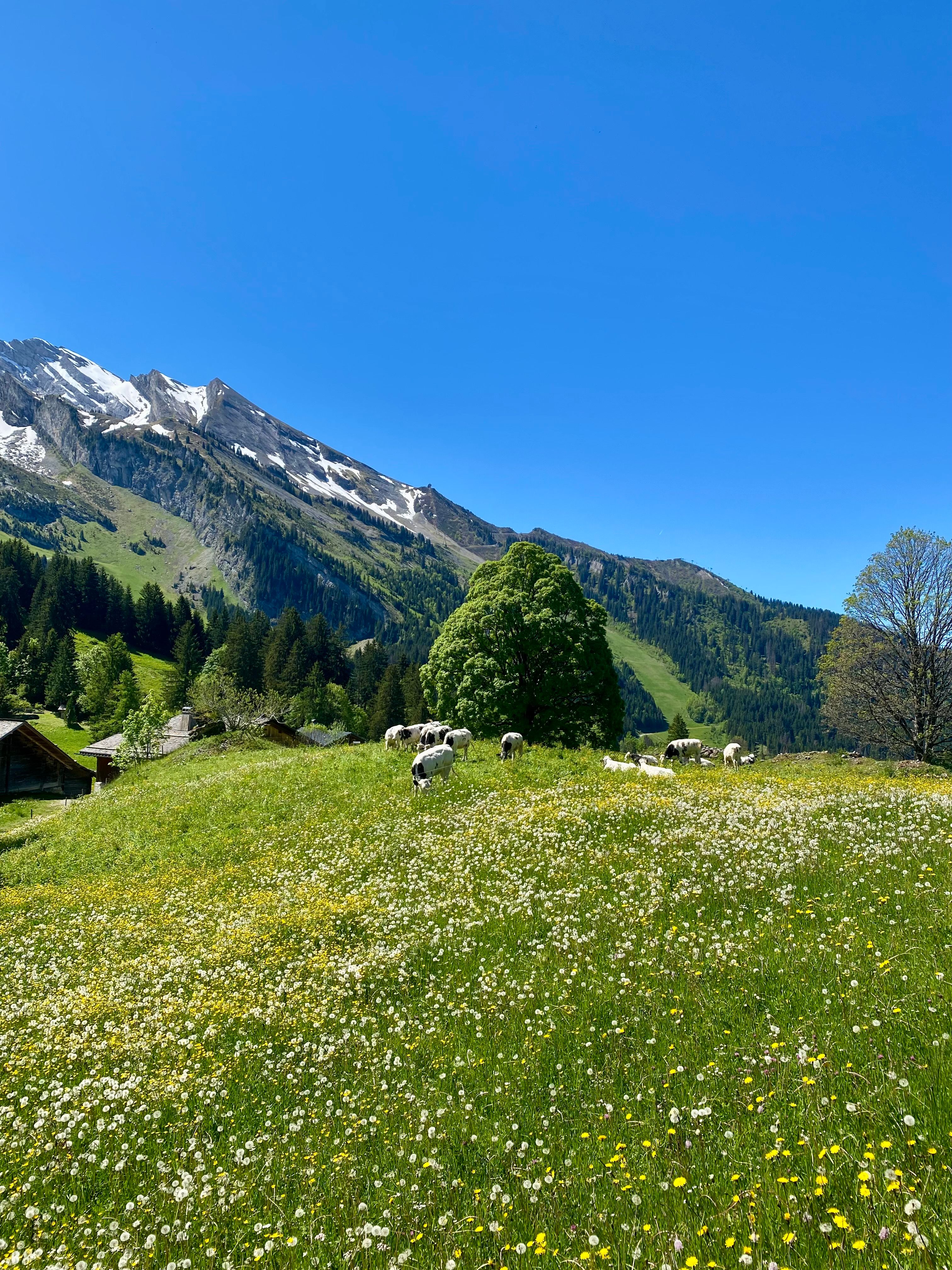 Hill Maina Photos, Download The BEST Free Hill Maina Stock Photos & HD ...