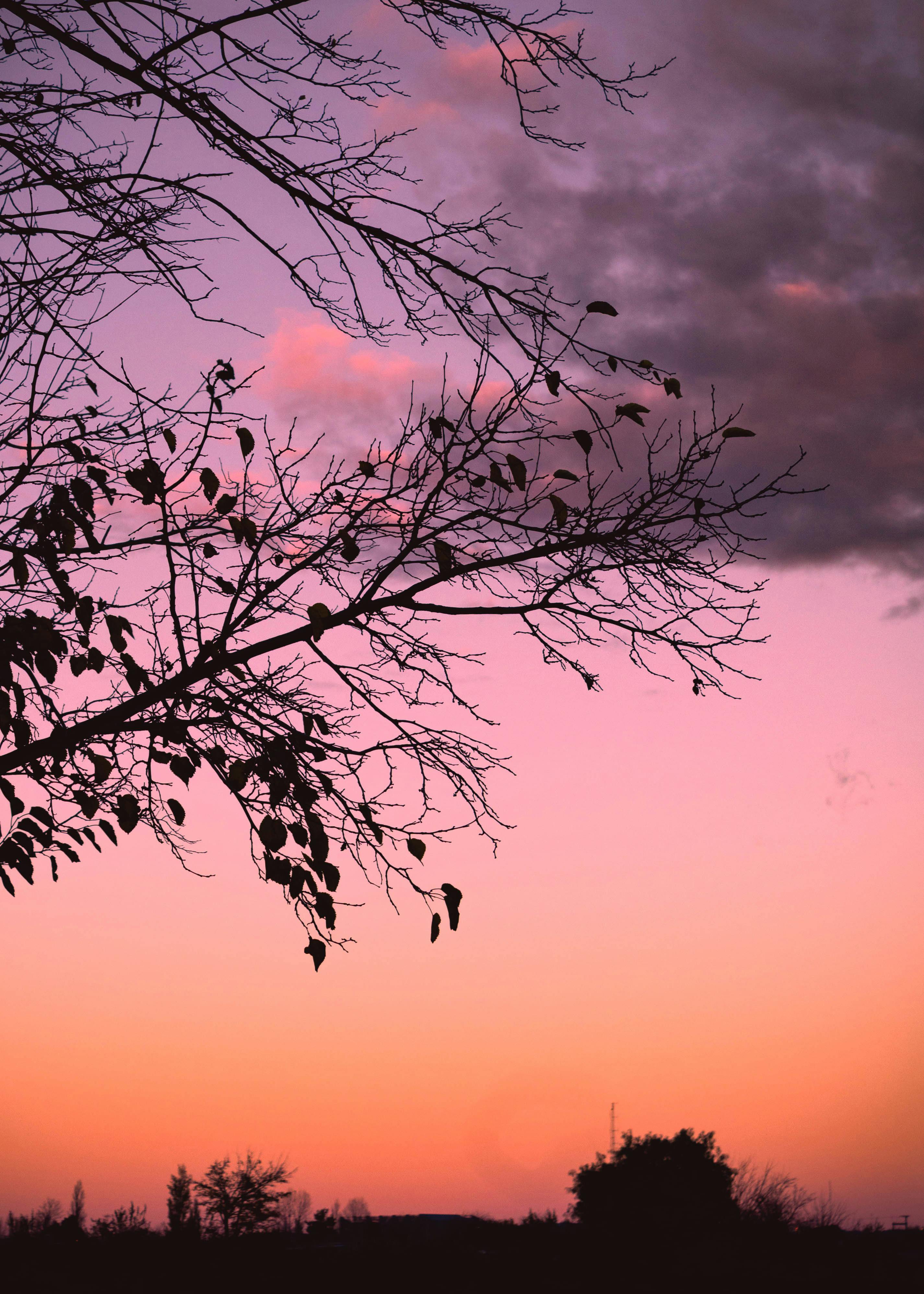 Mongo Tree Photos, Download The BEST Free Mongo Tree Stock Photos & HD ...