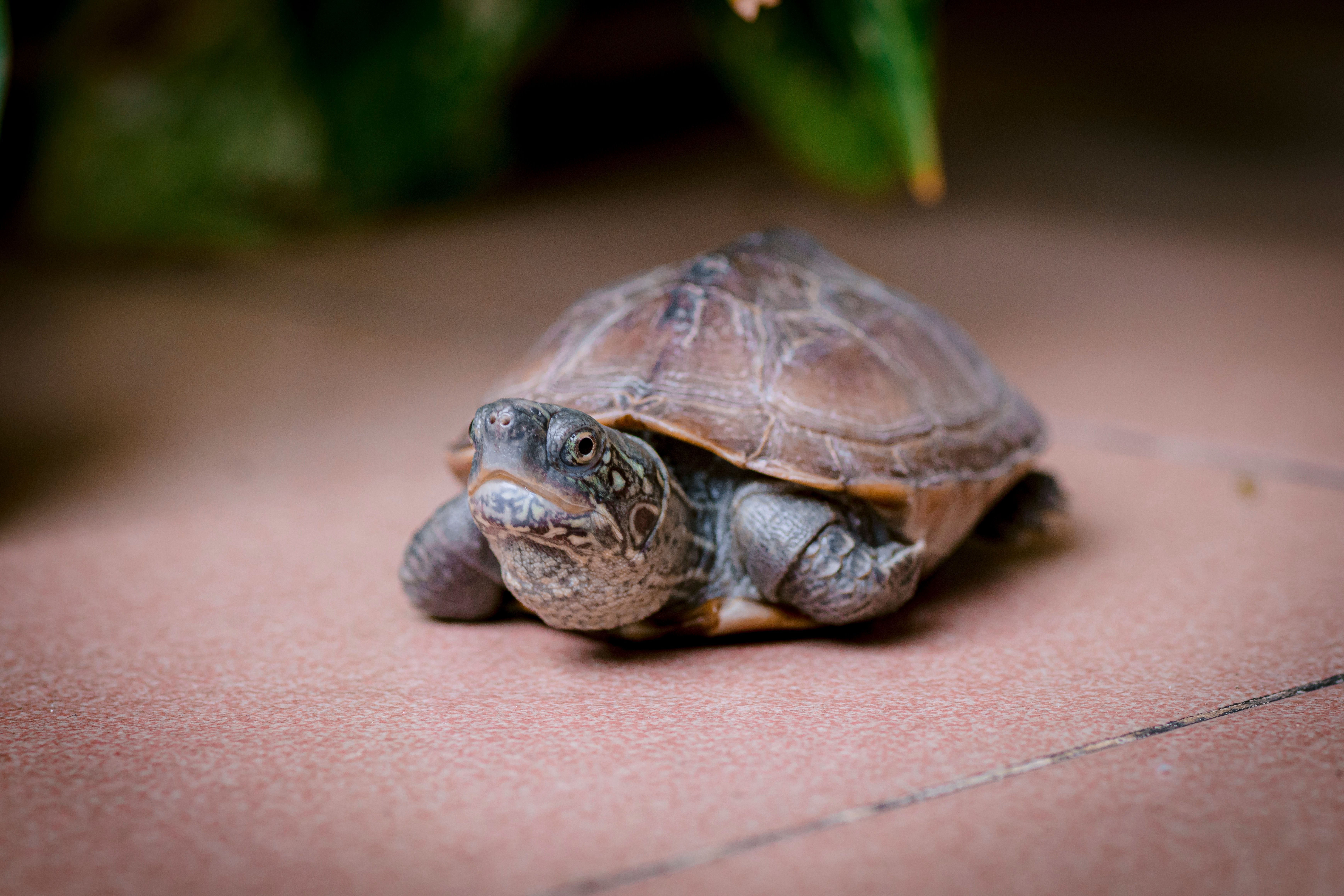 Close-up of a Turtle on a Tiled Floor · Free Stock Photo