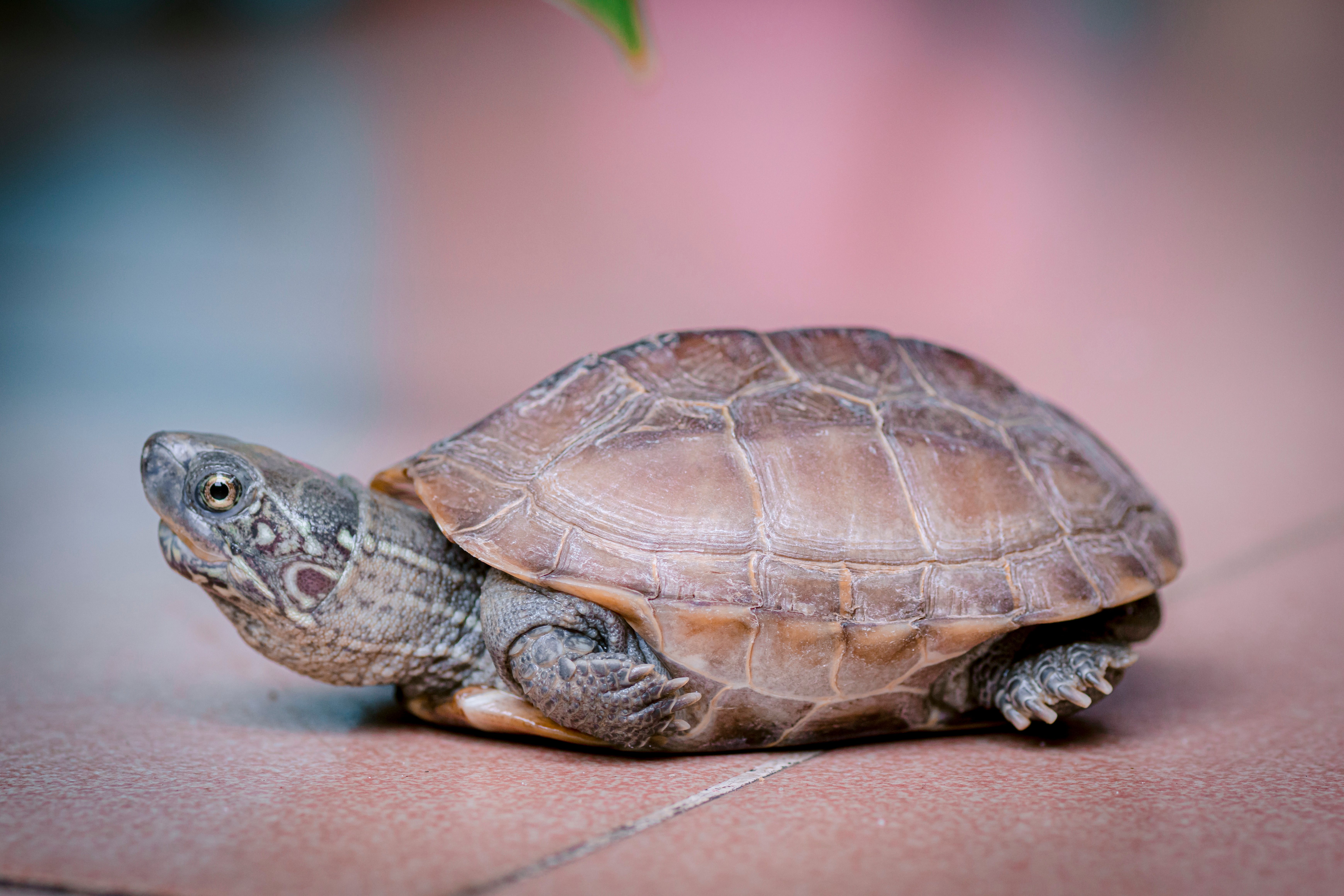 Close-up of a Turtle on a Pink Surface · Free Stock Photo