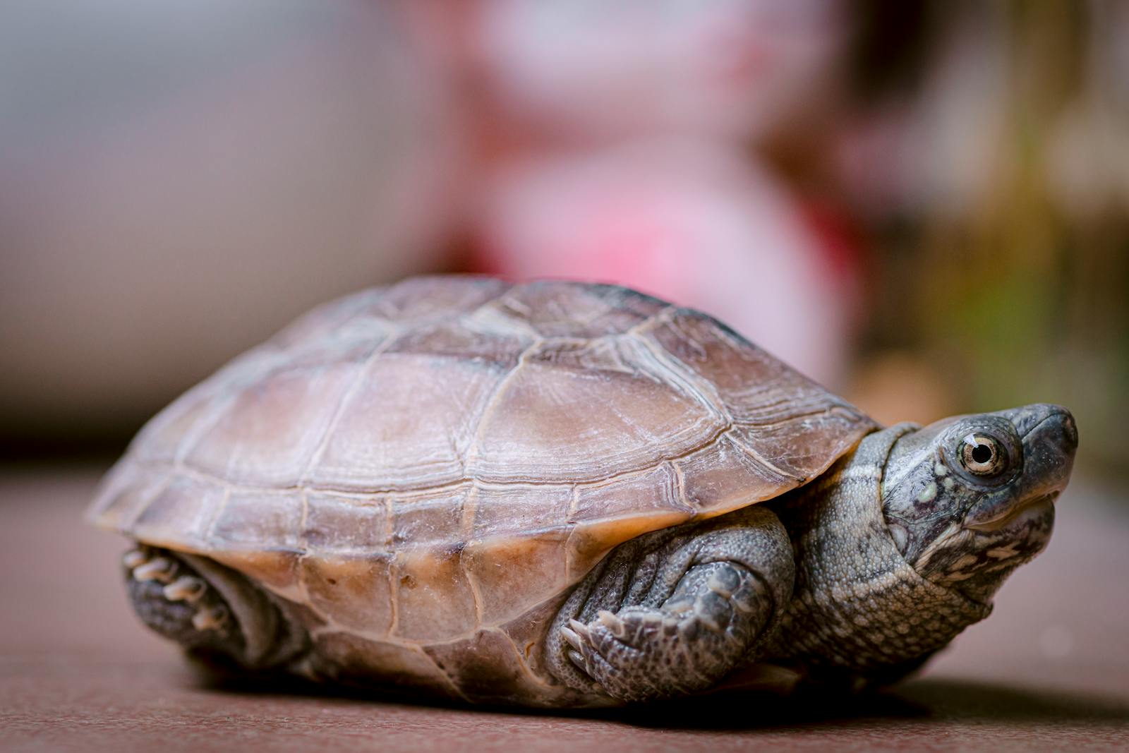 Turtle Face Photos, Download The BEST Free Turtle Face Stock Photos ...