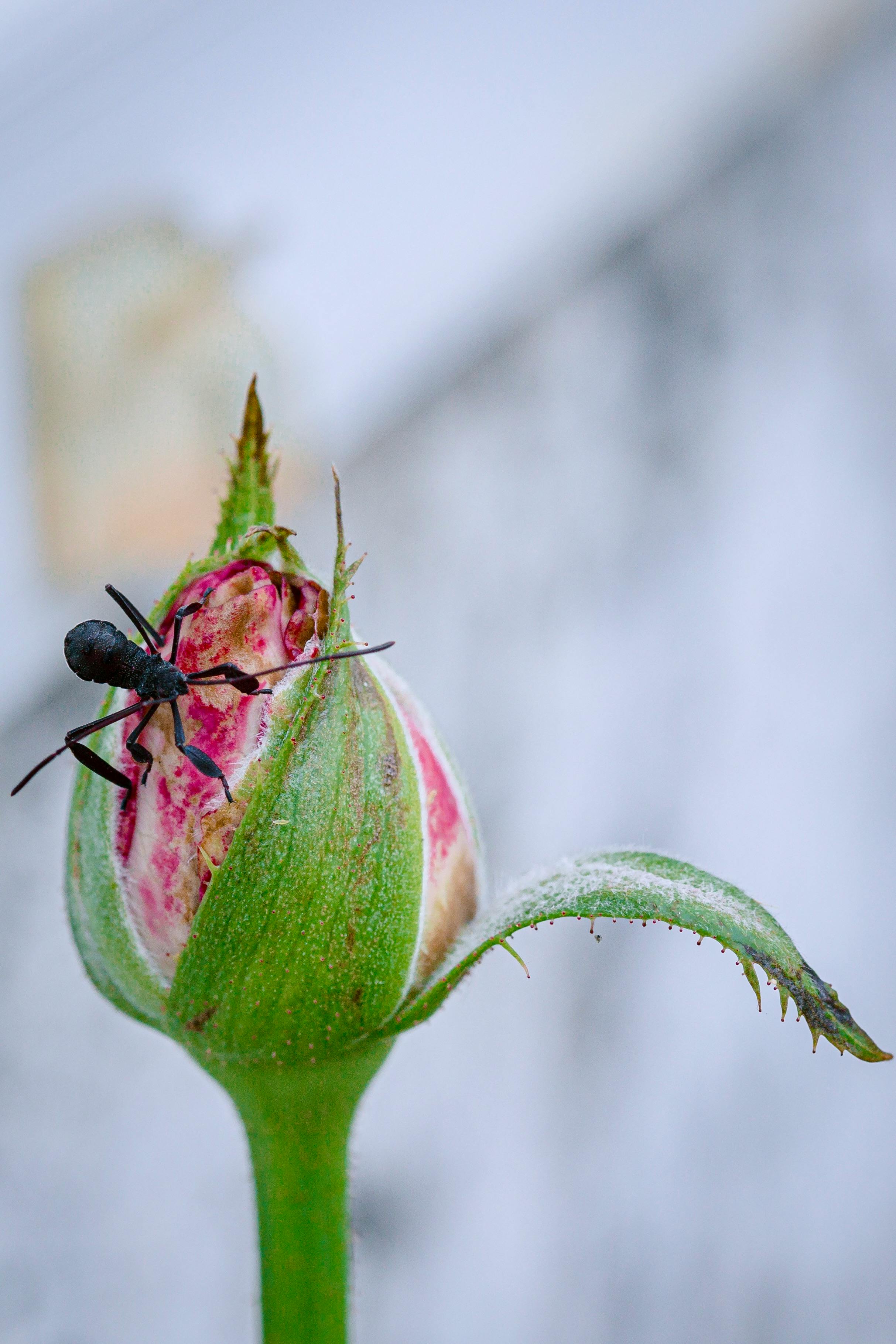 Ant Plant Photos, Download The BEST Free Ant Plant Stock Photos & HD Images
