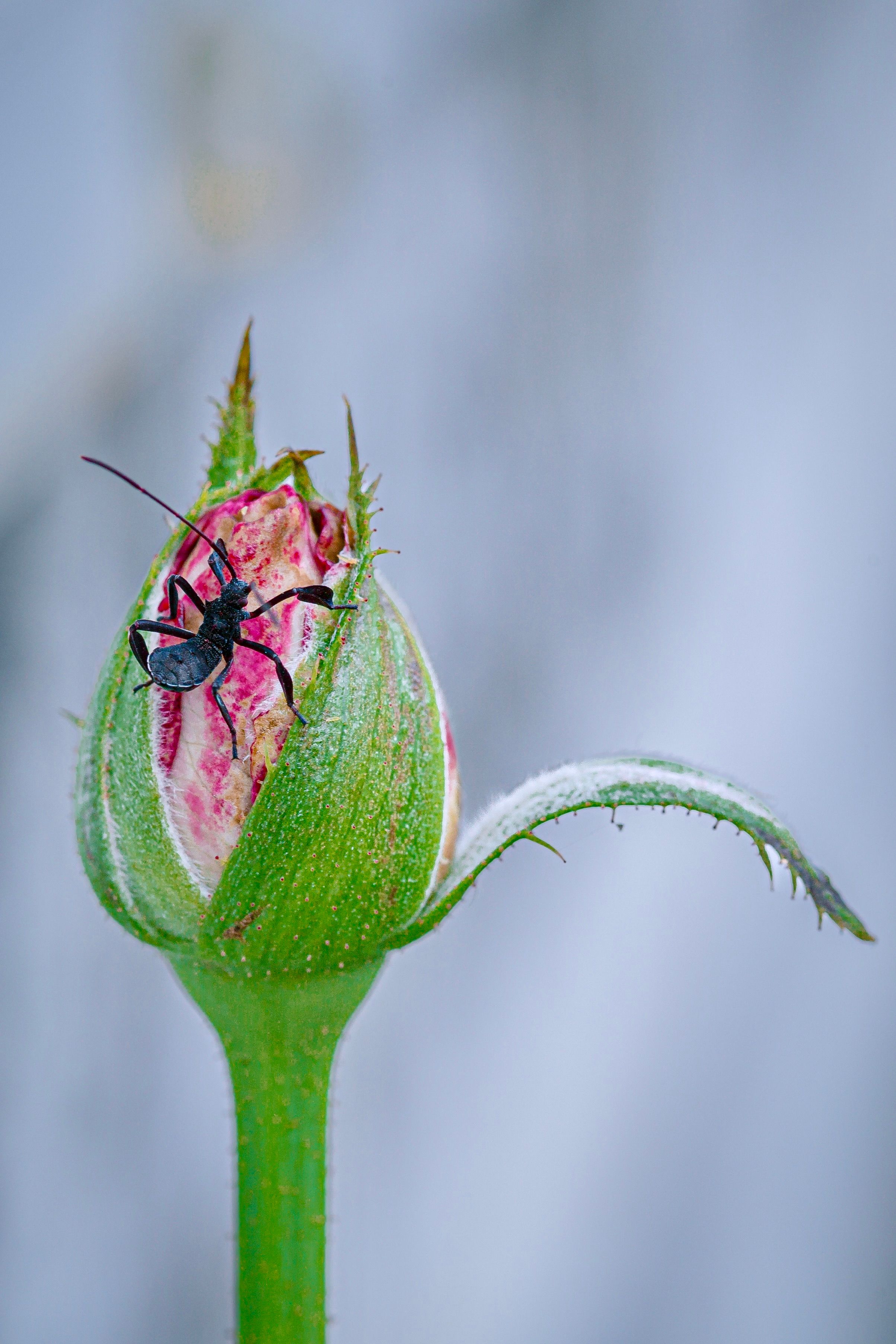 Budding Insect Photos, Download The BEST Free Budding Insect Stock ...
