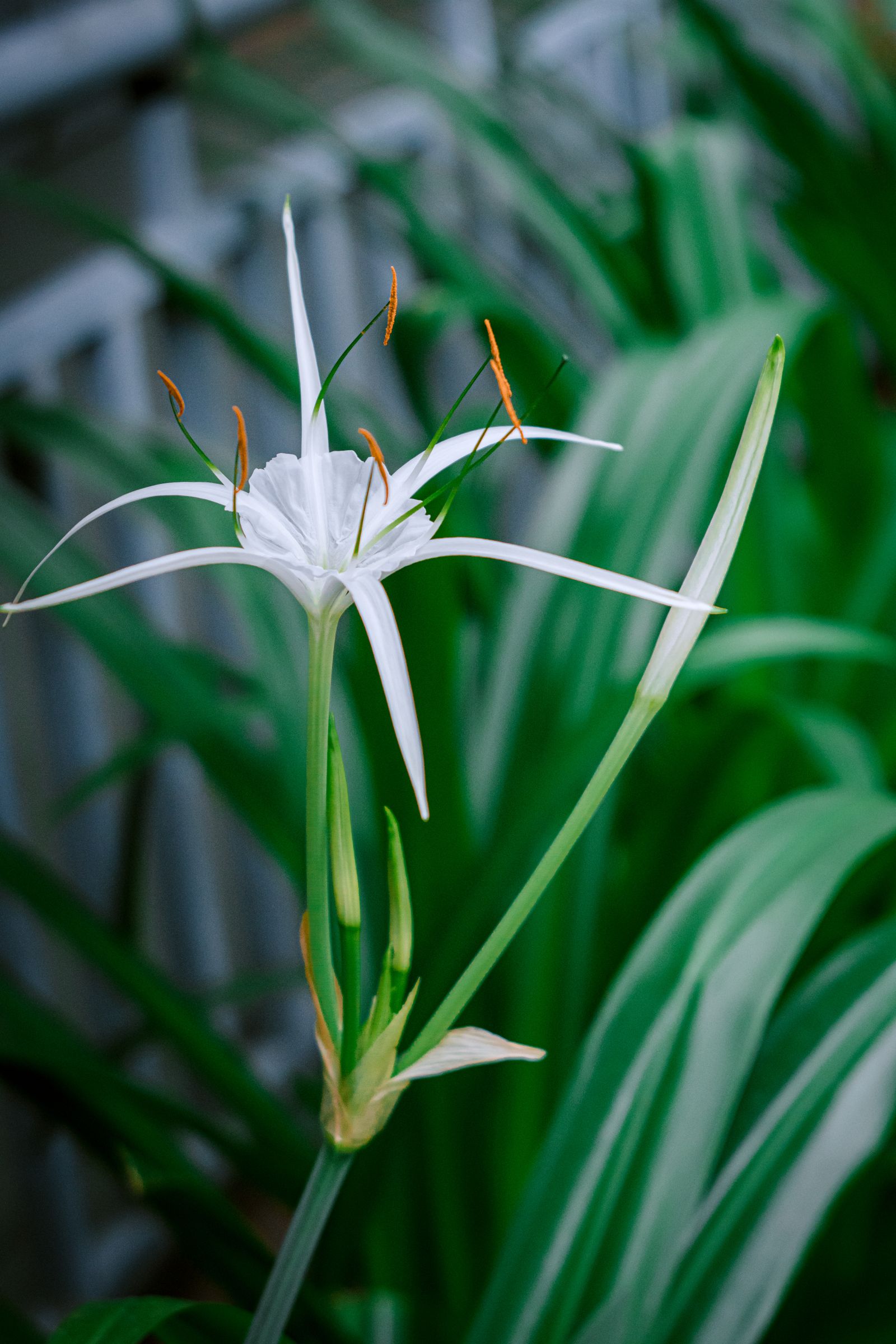 Spider Lily Photos, Download The BEST Free Spider Lily Stock Photos ...
