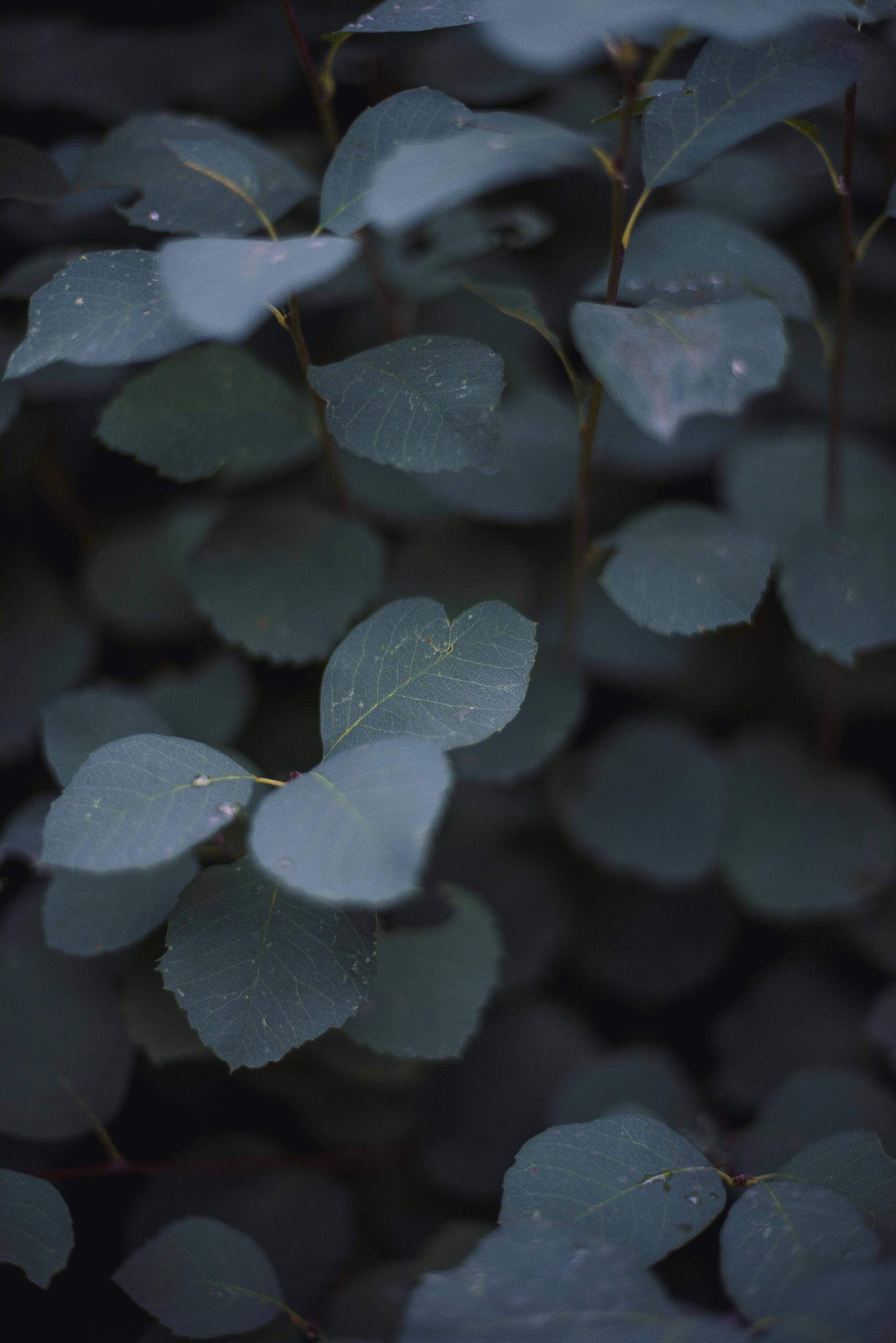 Photograph of Green Plants · Free Stock Photo