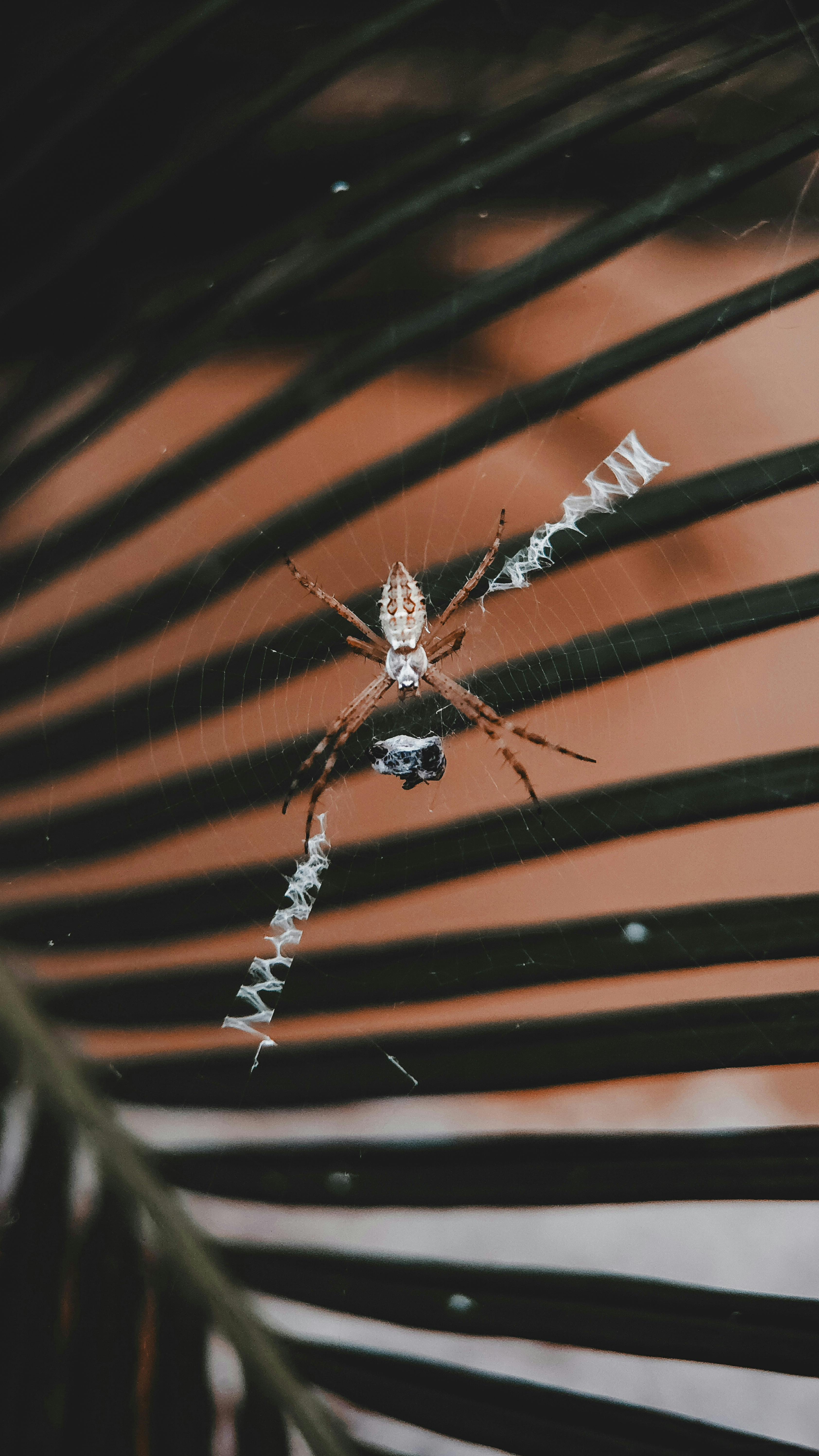 Skinwalker Creature Photos, Download The BEST Free Skinwalker Creature ...