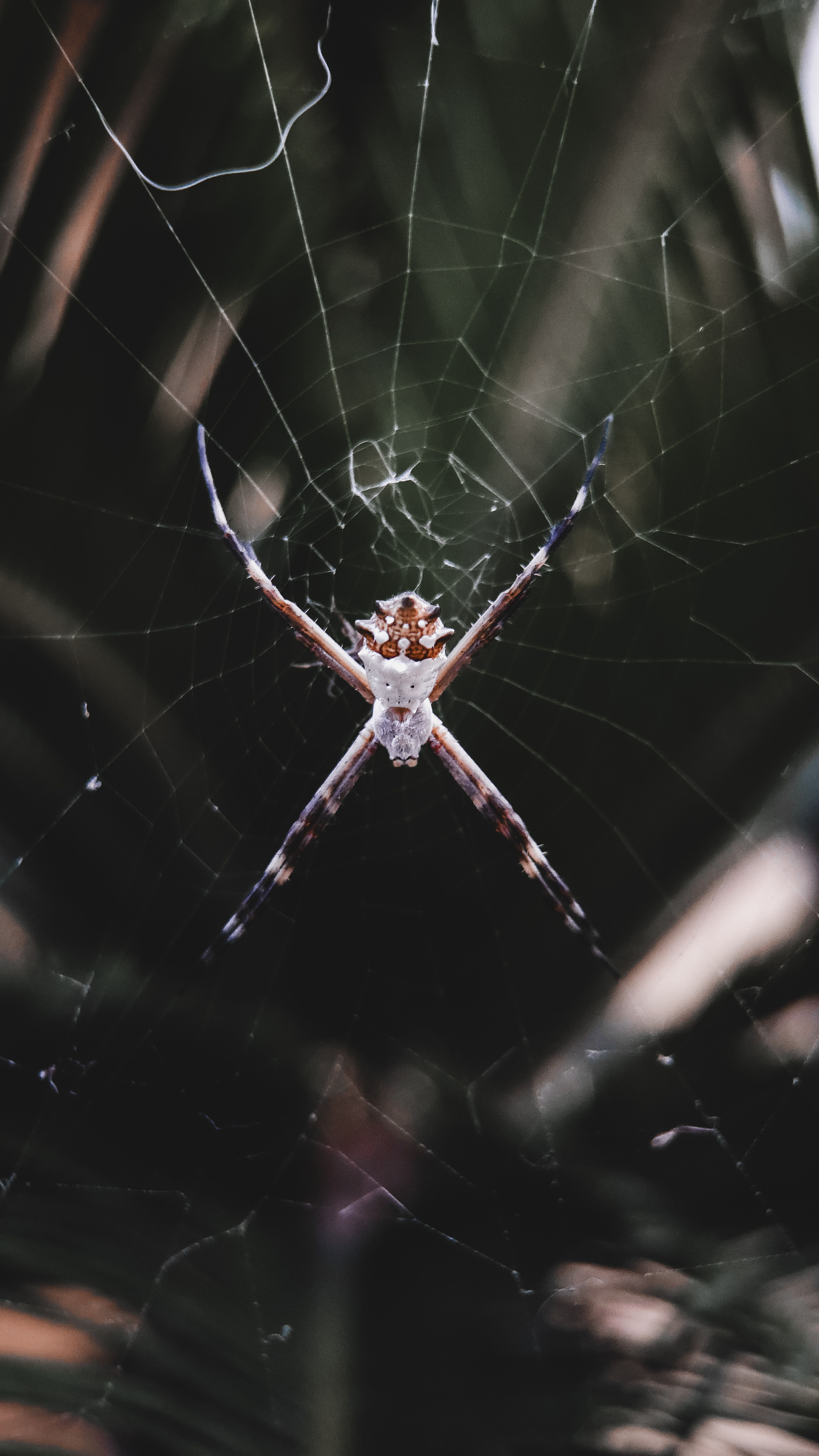 Close-up of Spider on Intricate Web in Nature · Free Stock Photo