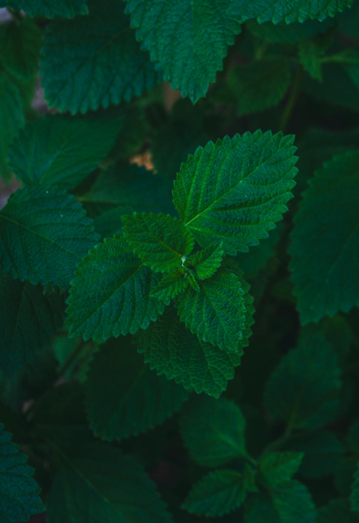 Mint Green Photos, Download The BEST Free Mint Green Stock Photos & HD ...