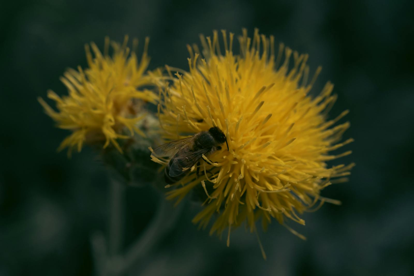 Bee Png Photos, Download The BEST Free Bee Png Stock Photos & HD Images