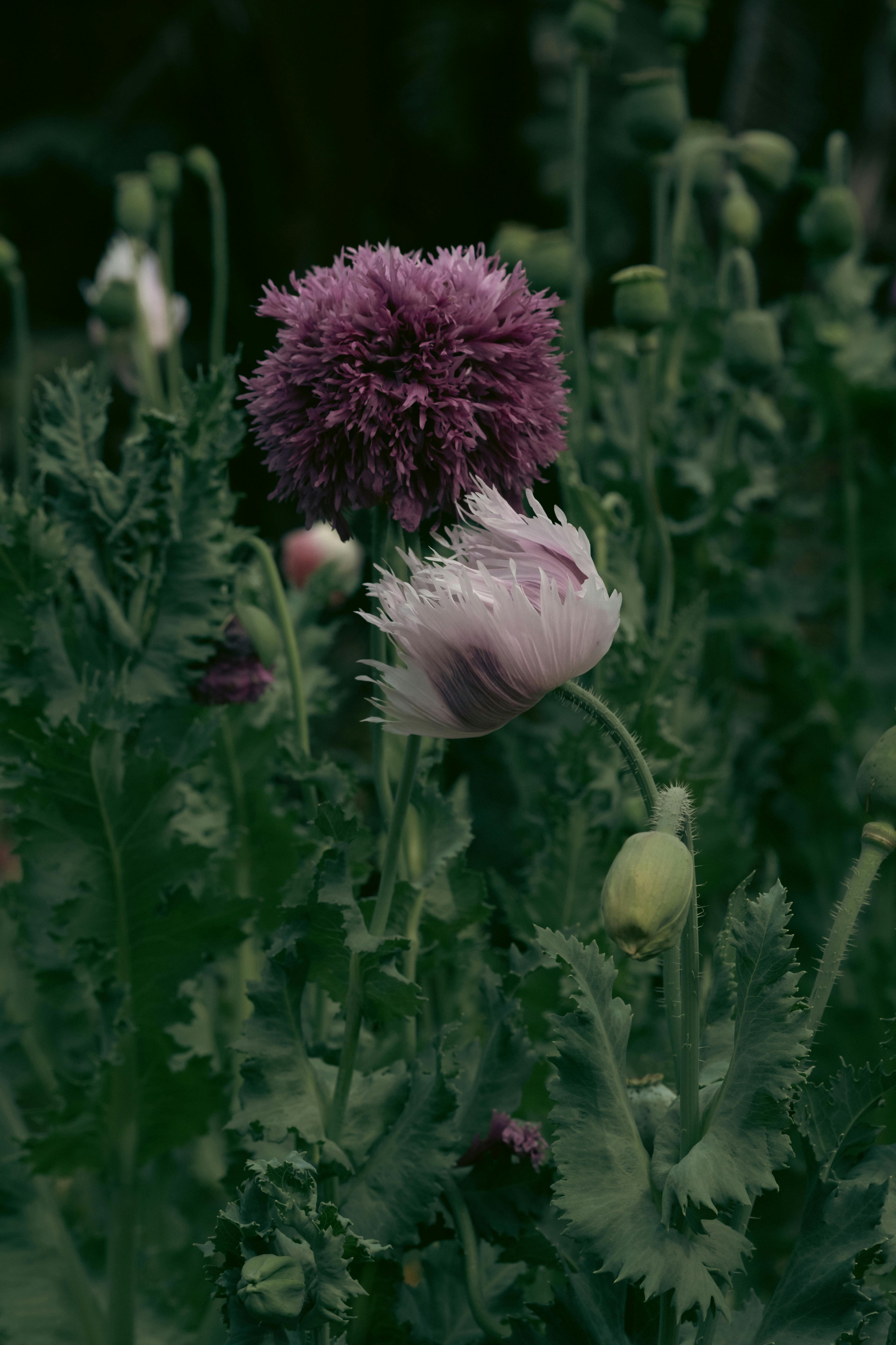 Moody Purple Poppy Field in Natural Light · Free Stock Photo
