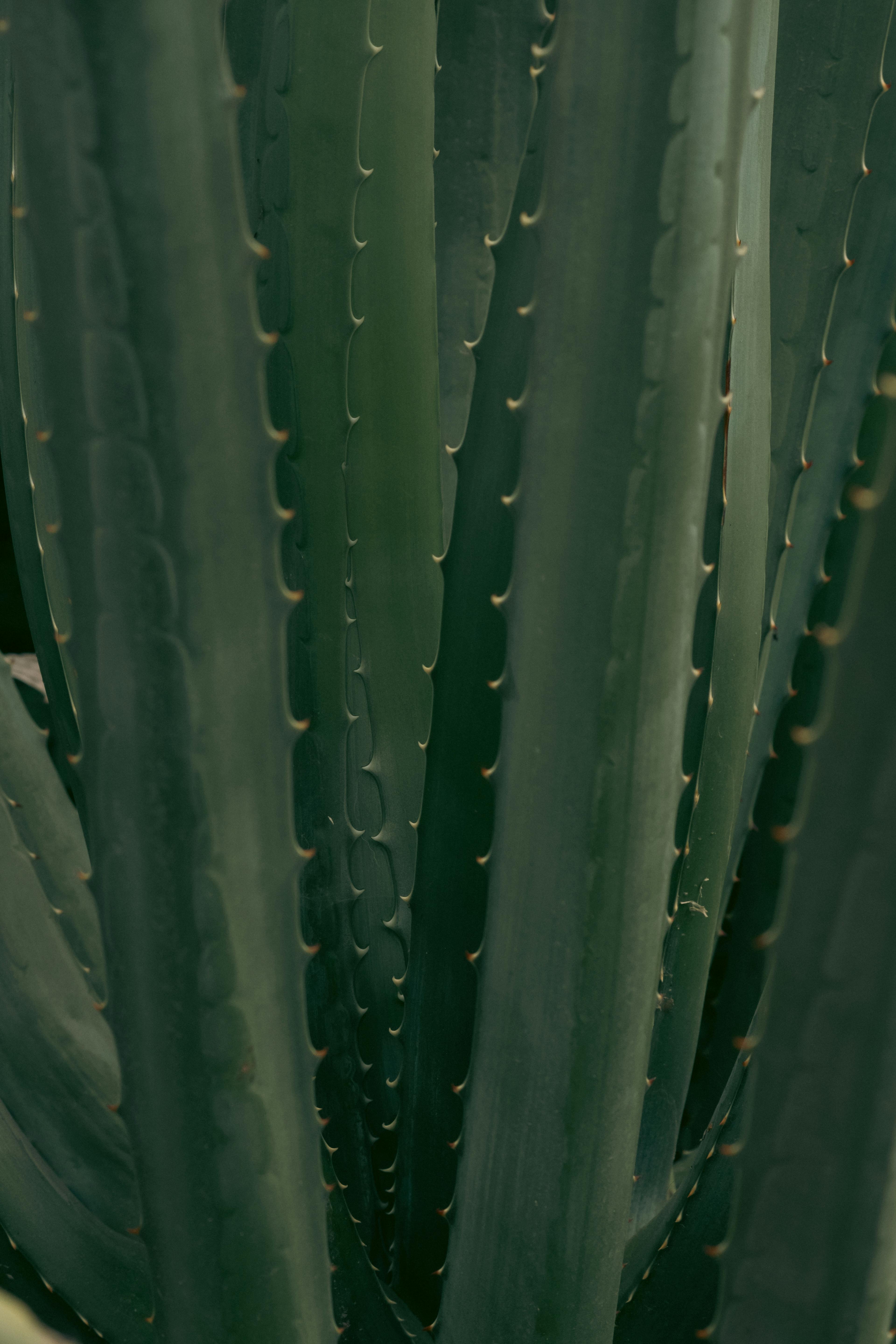 Close-up of Agave Plant with Textured Leaves · Free Stock Photo