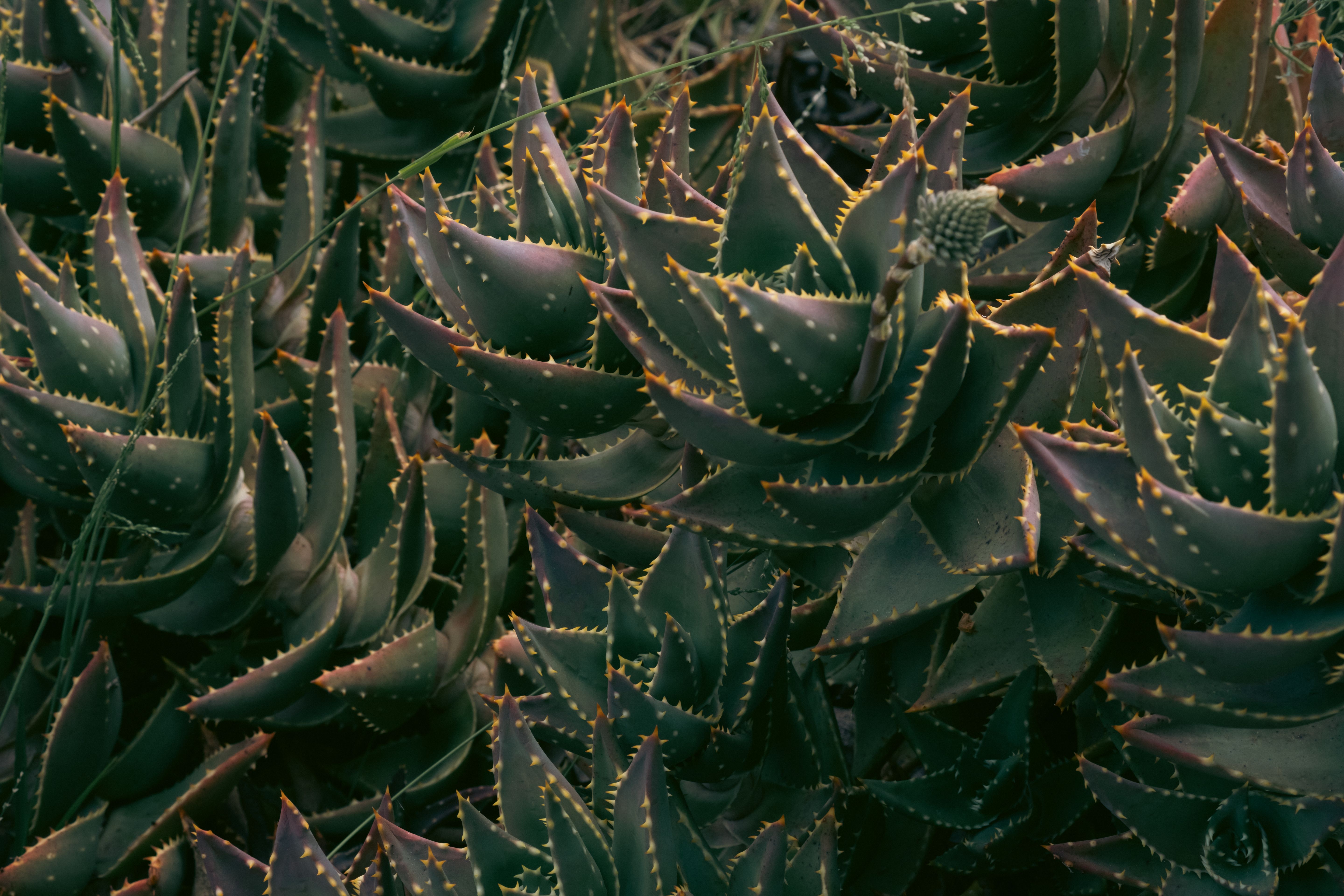 Moody Close-Up of Aloe Vera Succulents in Desert · Free Stock Photo