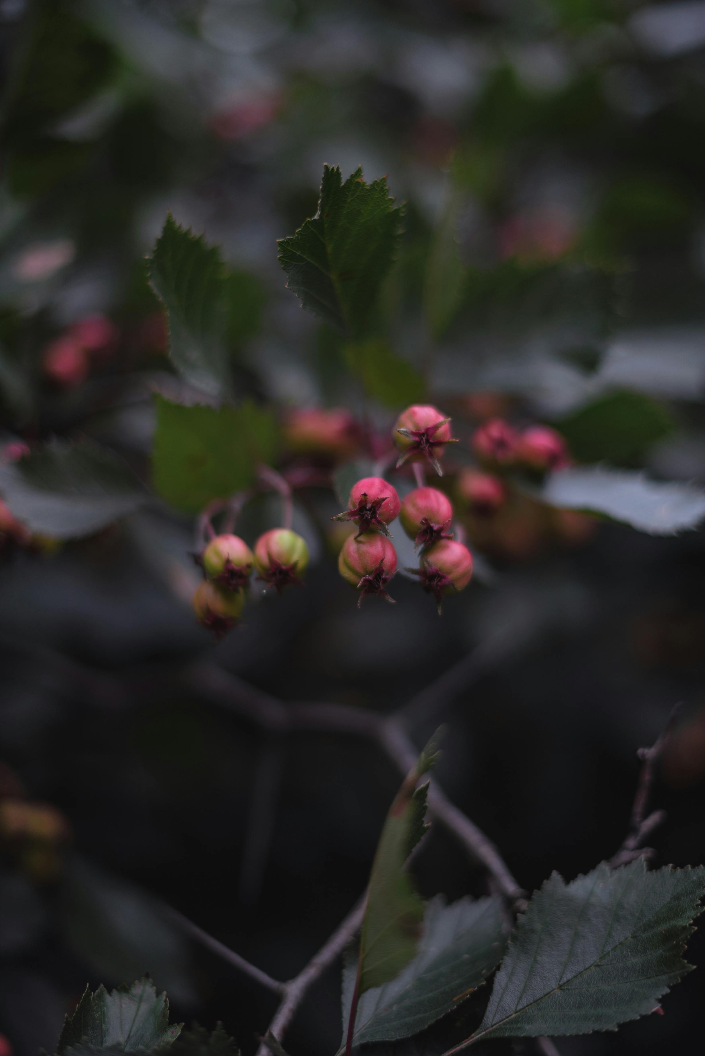 Close-Up Shot of Orange Flower Buds · Free Stock Photo