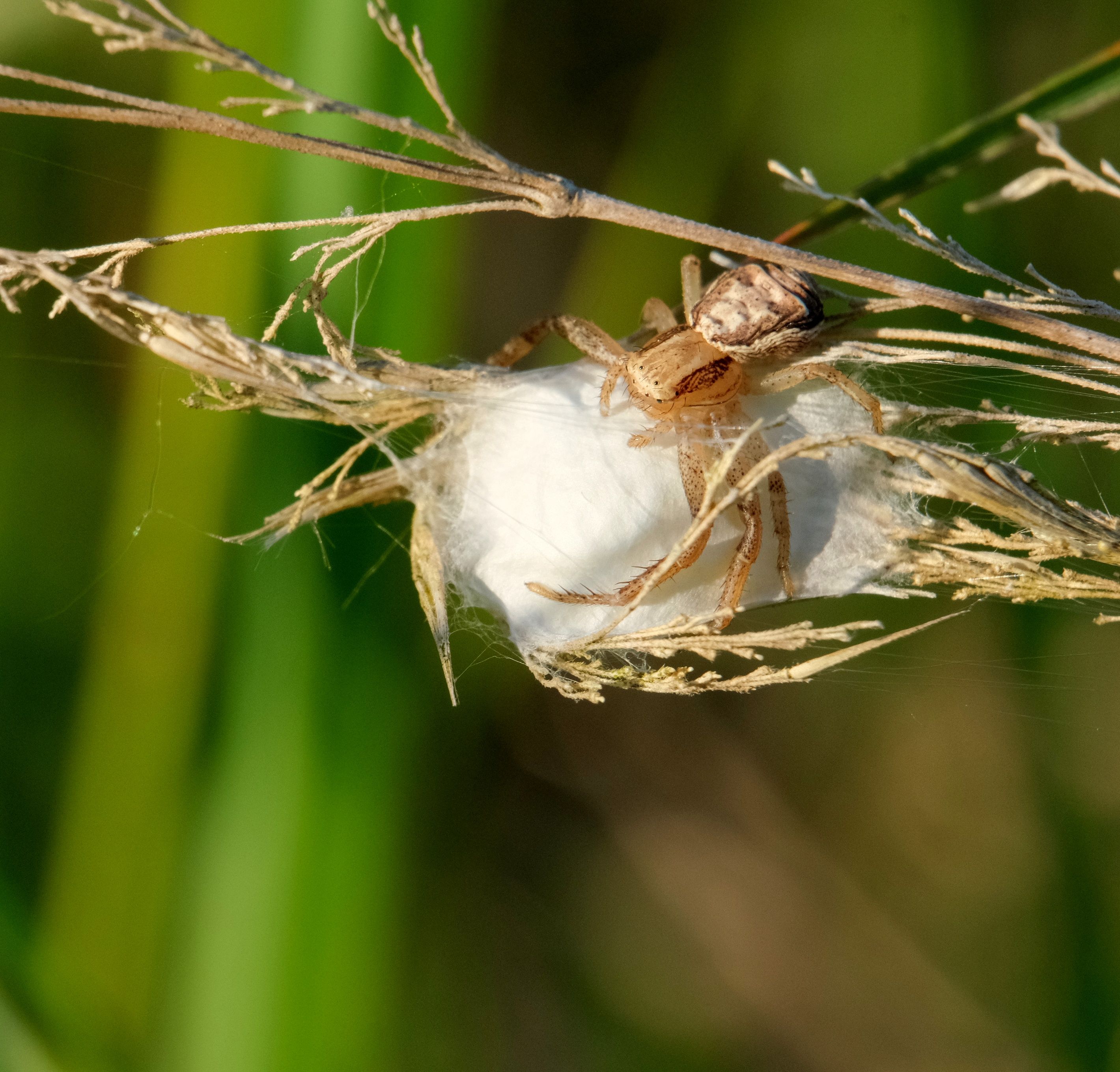 Spider House Photos, Download The BEST Free Spider House Stock Photos ...