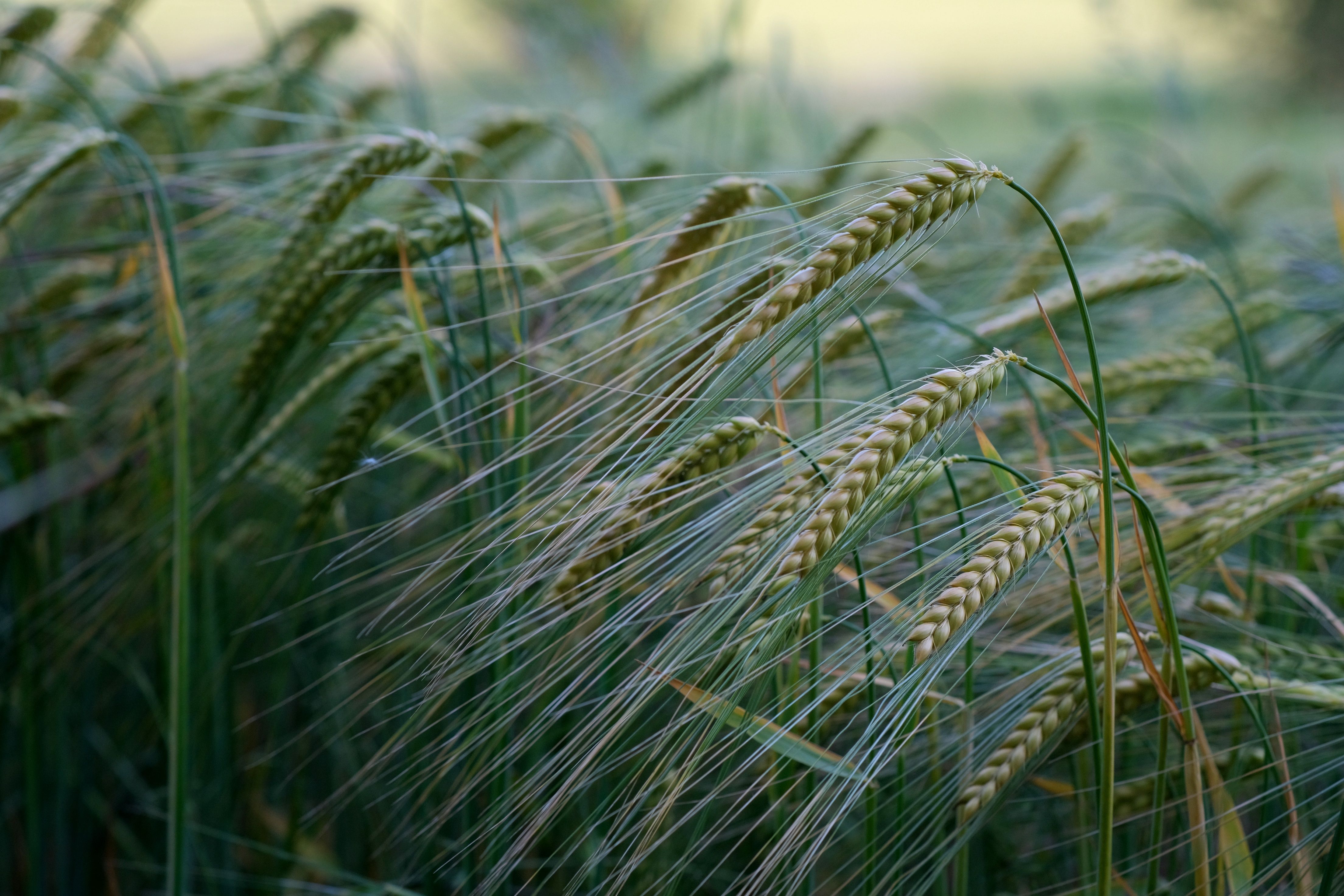 Close Up Photo of Wheat Plant · Free Stock Photo