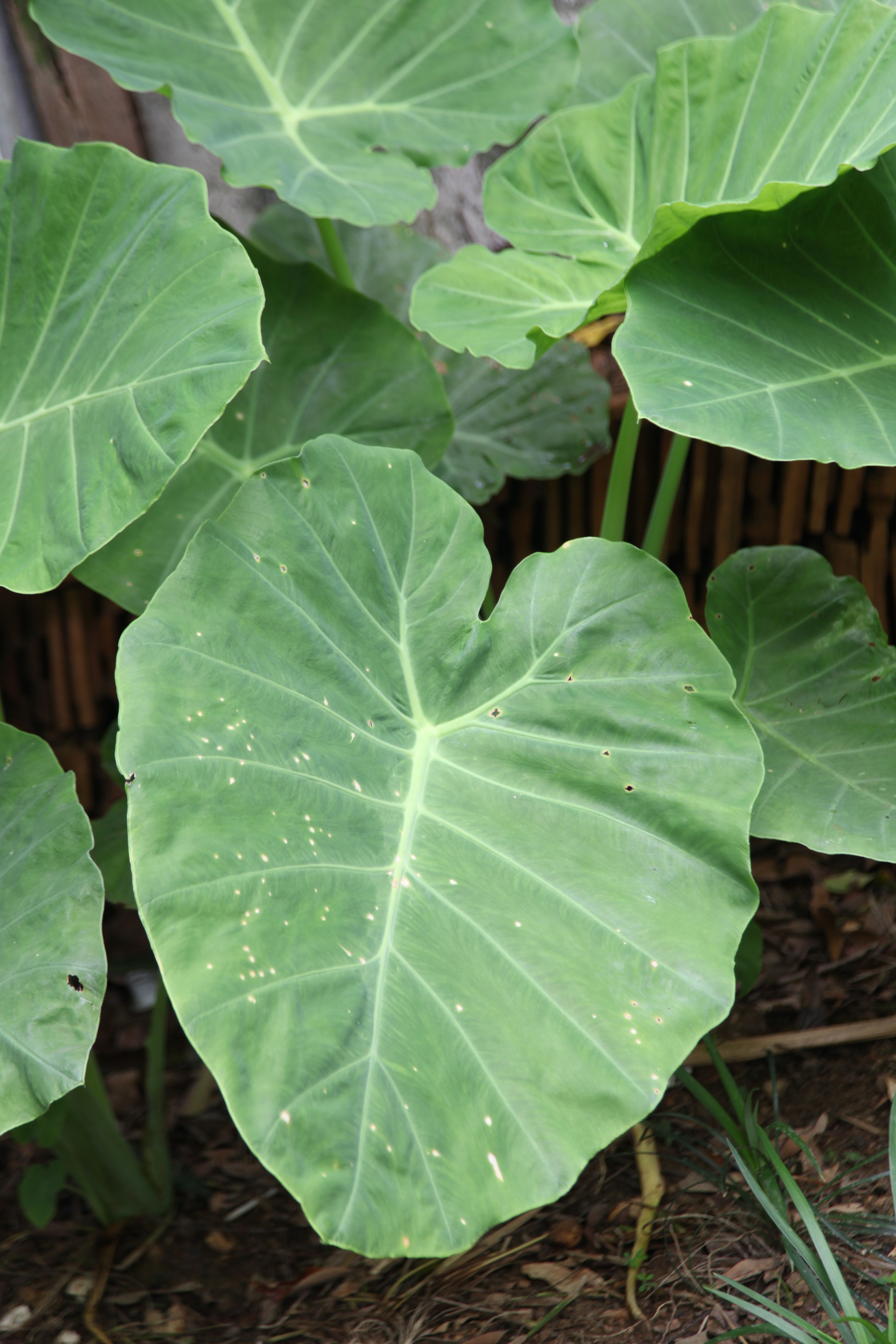 Close-up of Green Taro Leaves Outdoors · Free Stock Photo