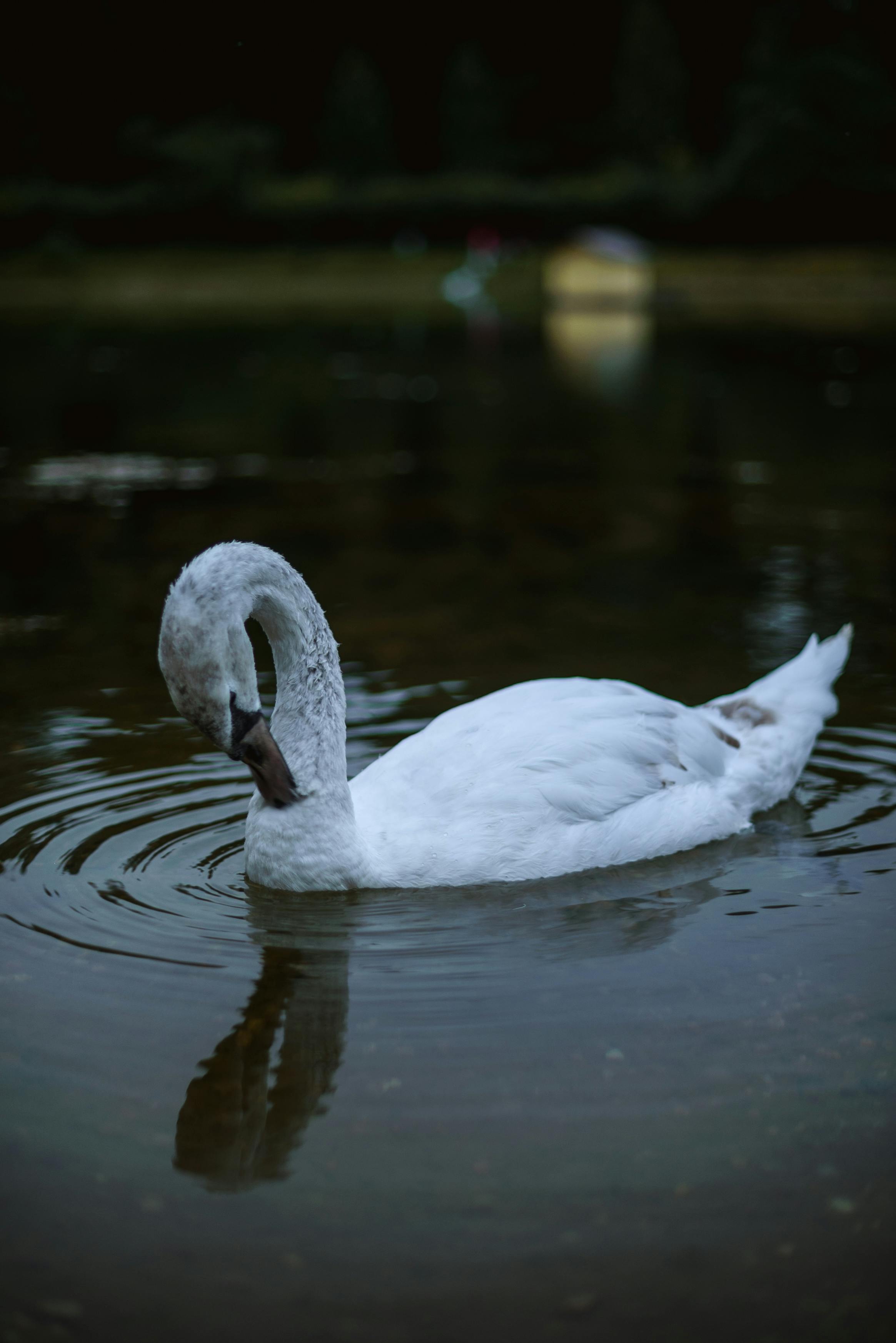 White Goose · Free Stock Photo