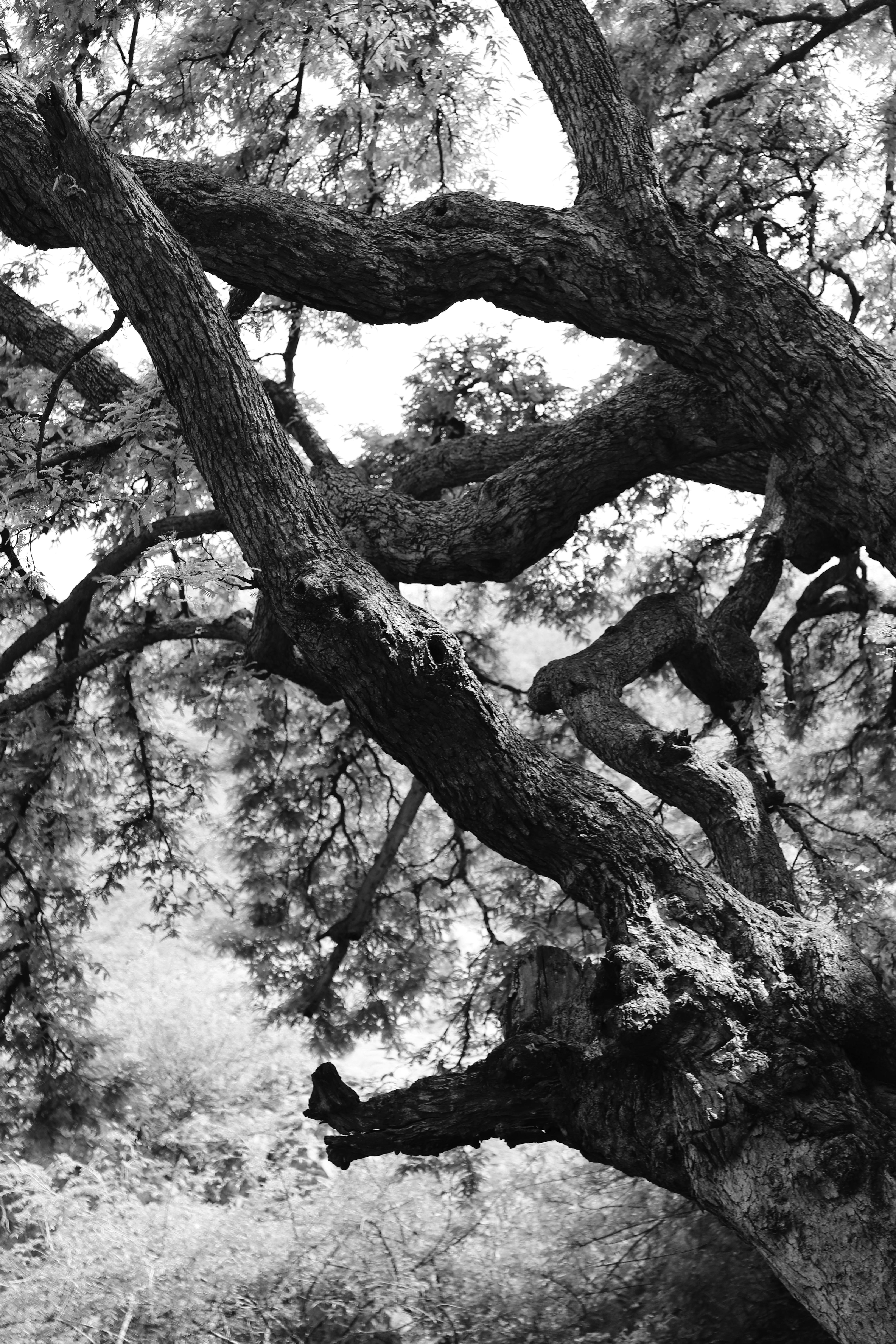 A Grayscale Photo of Leaves · Free Stock Photo