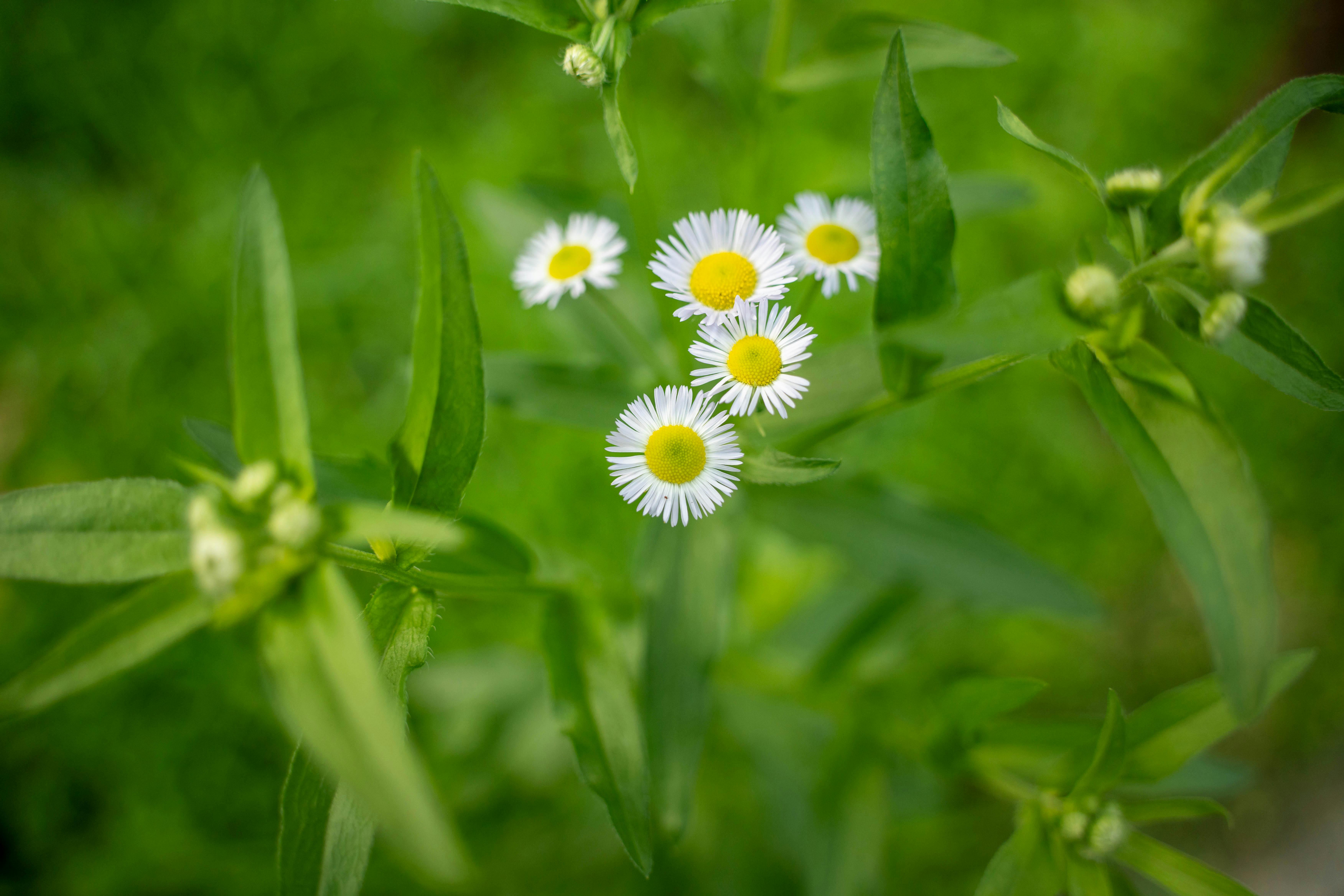 Close-up of White Aster Flowers in Greenery · Free Stock Photo