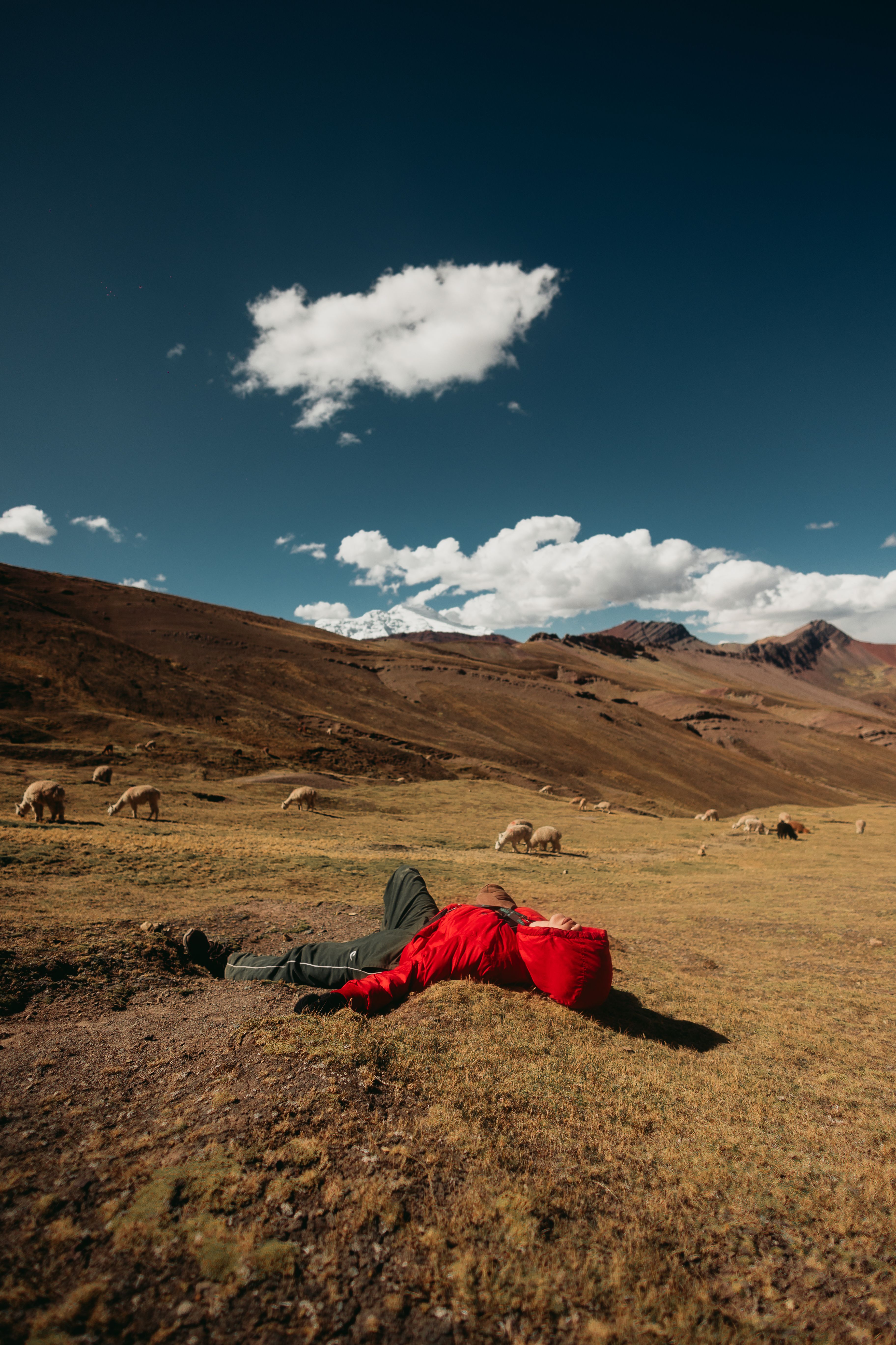 Scenic High Altitude Landscape with Grazing Sheep · Free Stock Photo