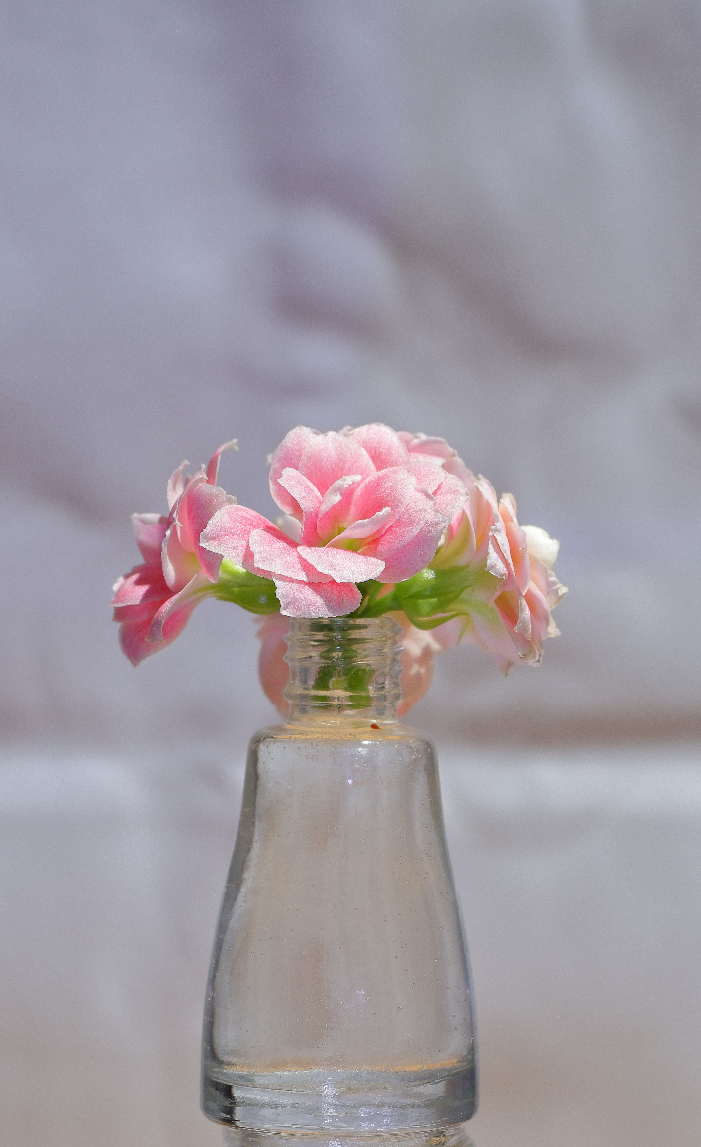 Flower in Vase · Free Stock Photo