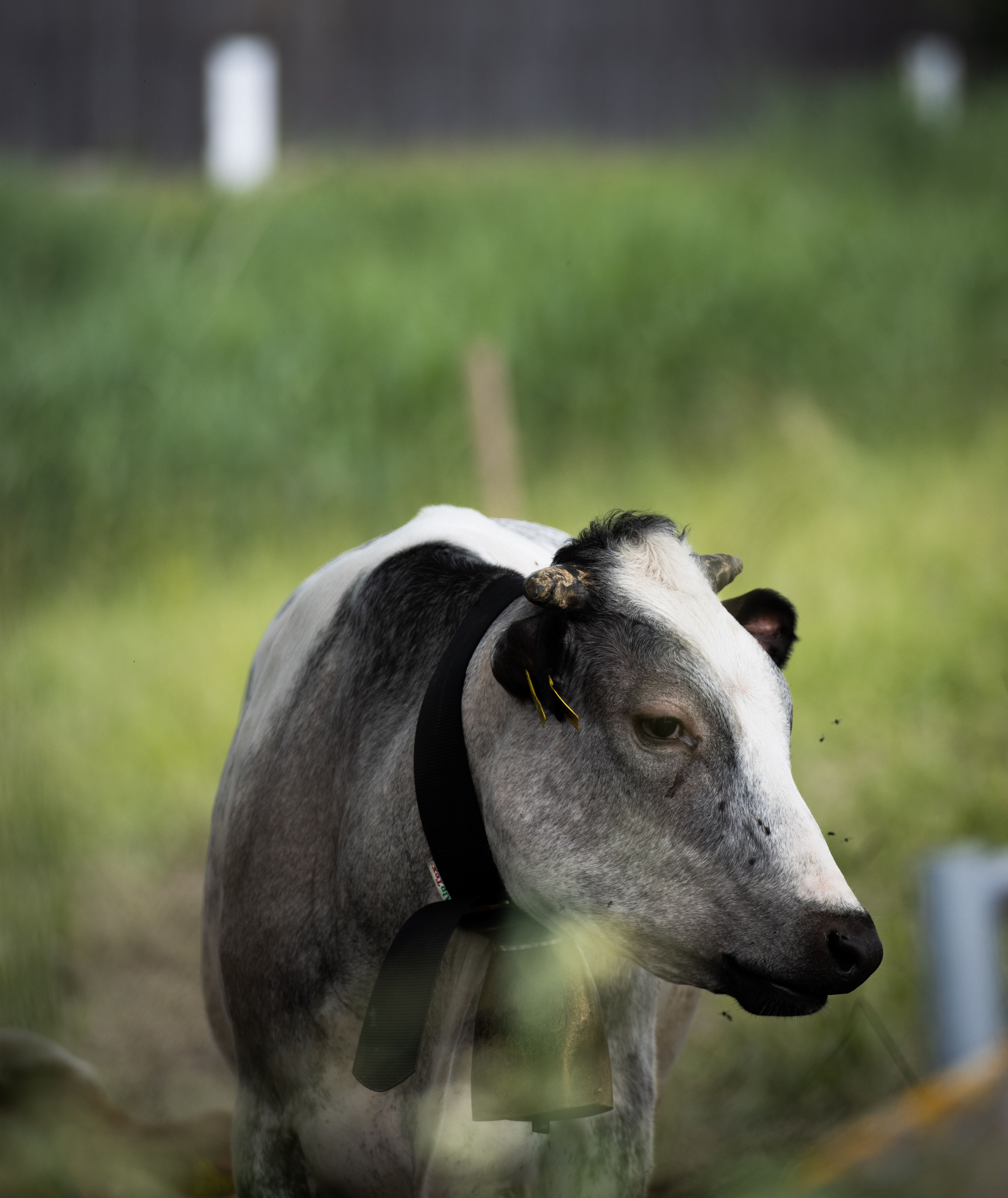 Grey Cow Grazing in Green Field Outdoors · Free Stock Photo