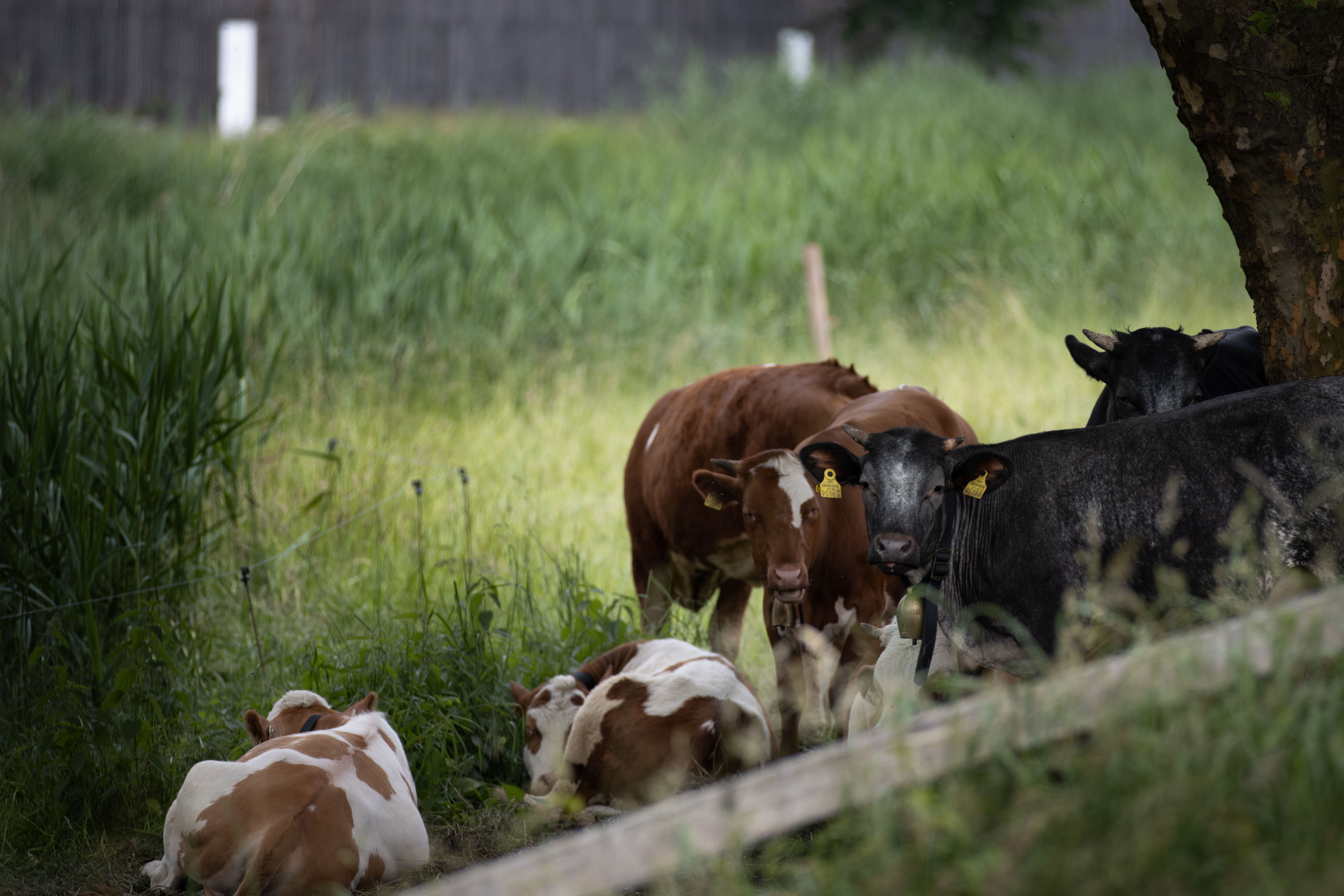 Peaceful Cows Resting in Lush Pasture · Free Stock Photo