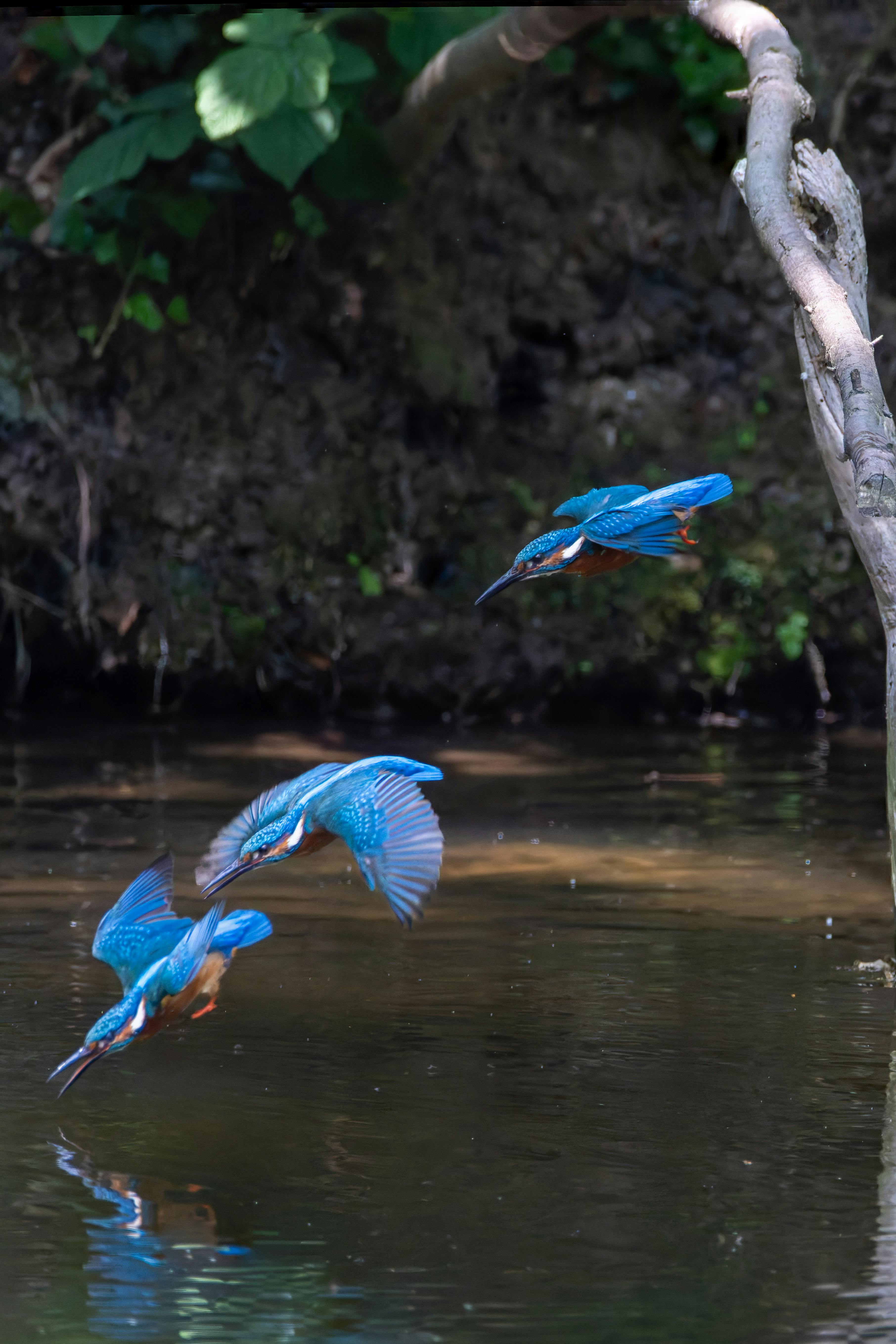 Dynamic Kingfisher Dive Sequence in Nature · Free Stock Photo