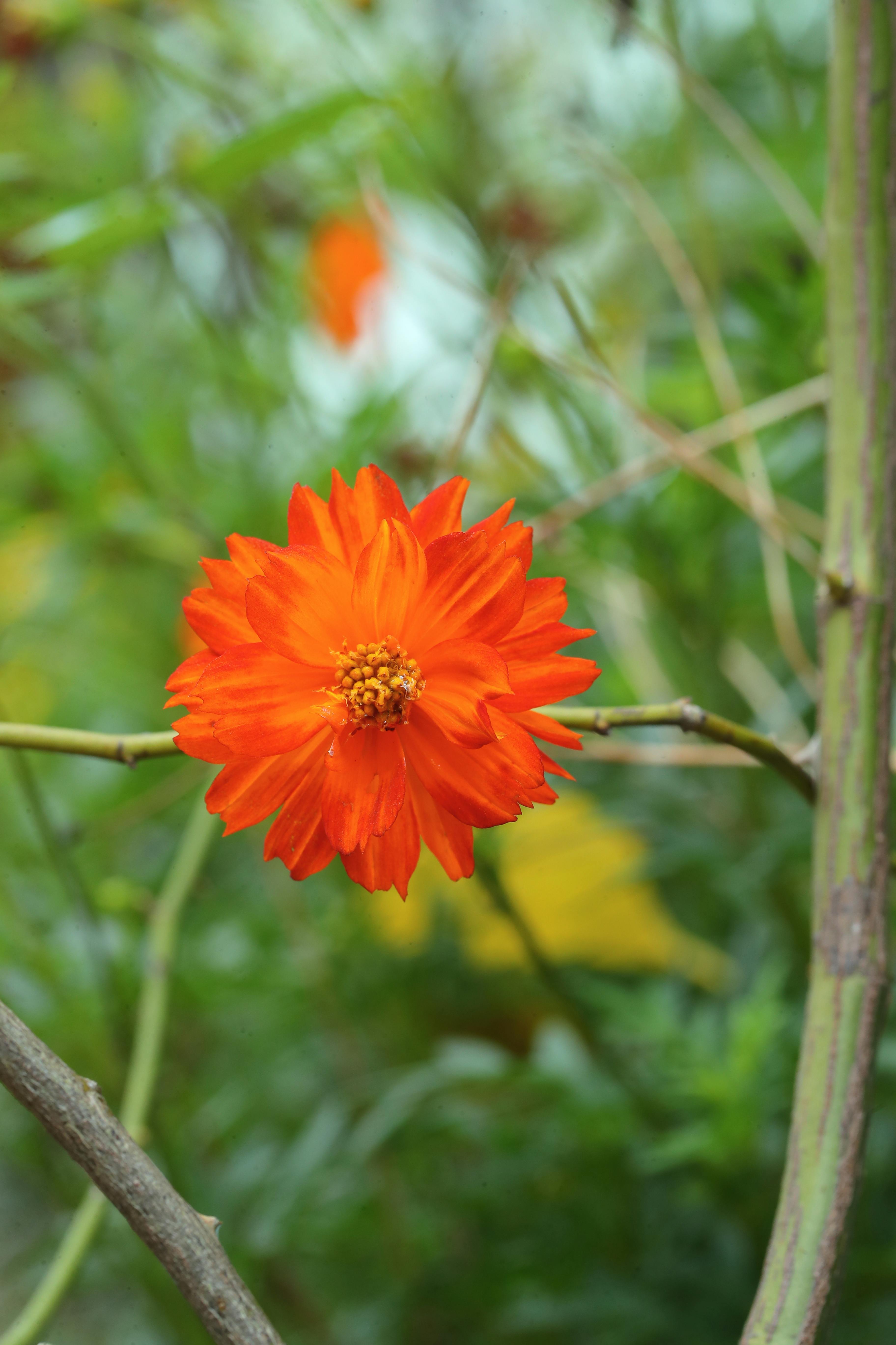 Flower Portrait Photos, Download The BEST Free Flower Portrait Stock ...