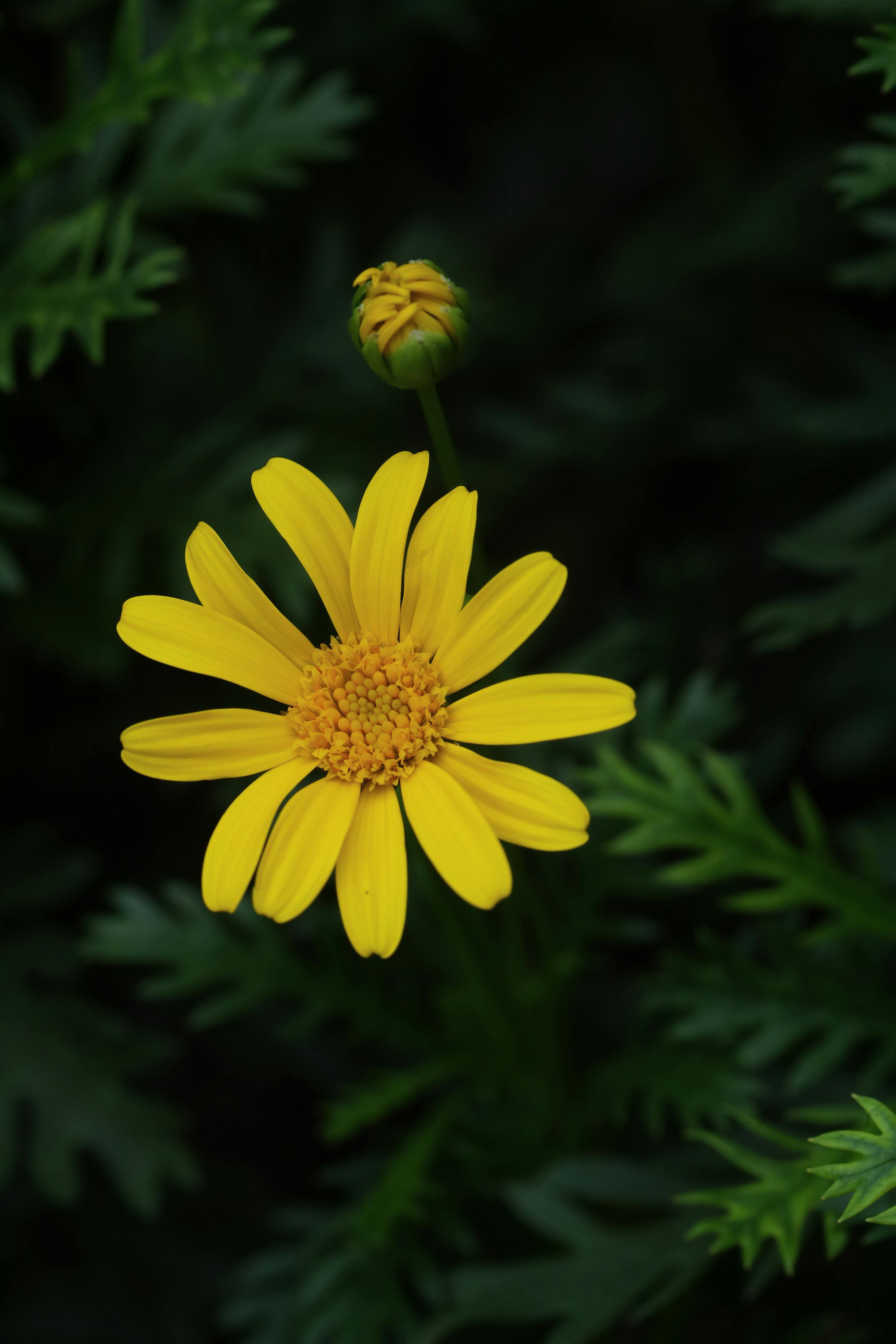 800 X 470 Flower Photos, Download The BEST Free 800 X 470 Flower Stock ...